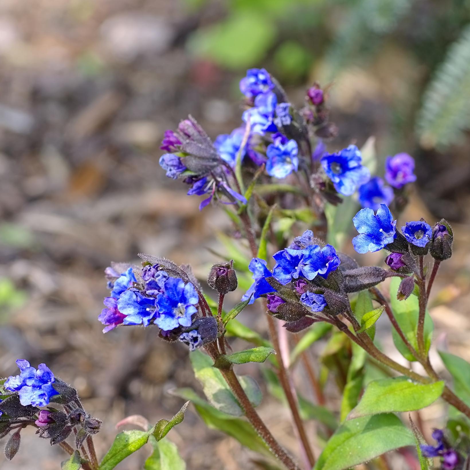 Pulmonaria Blue Ensign - Pulmonaire aux magnifiques fleurs bleu intense