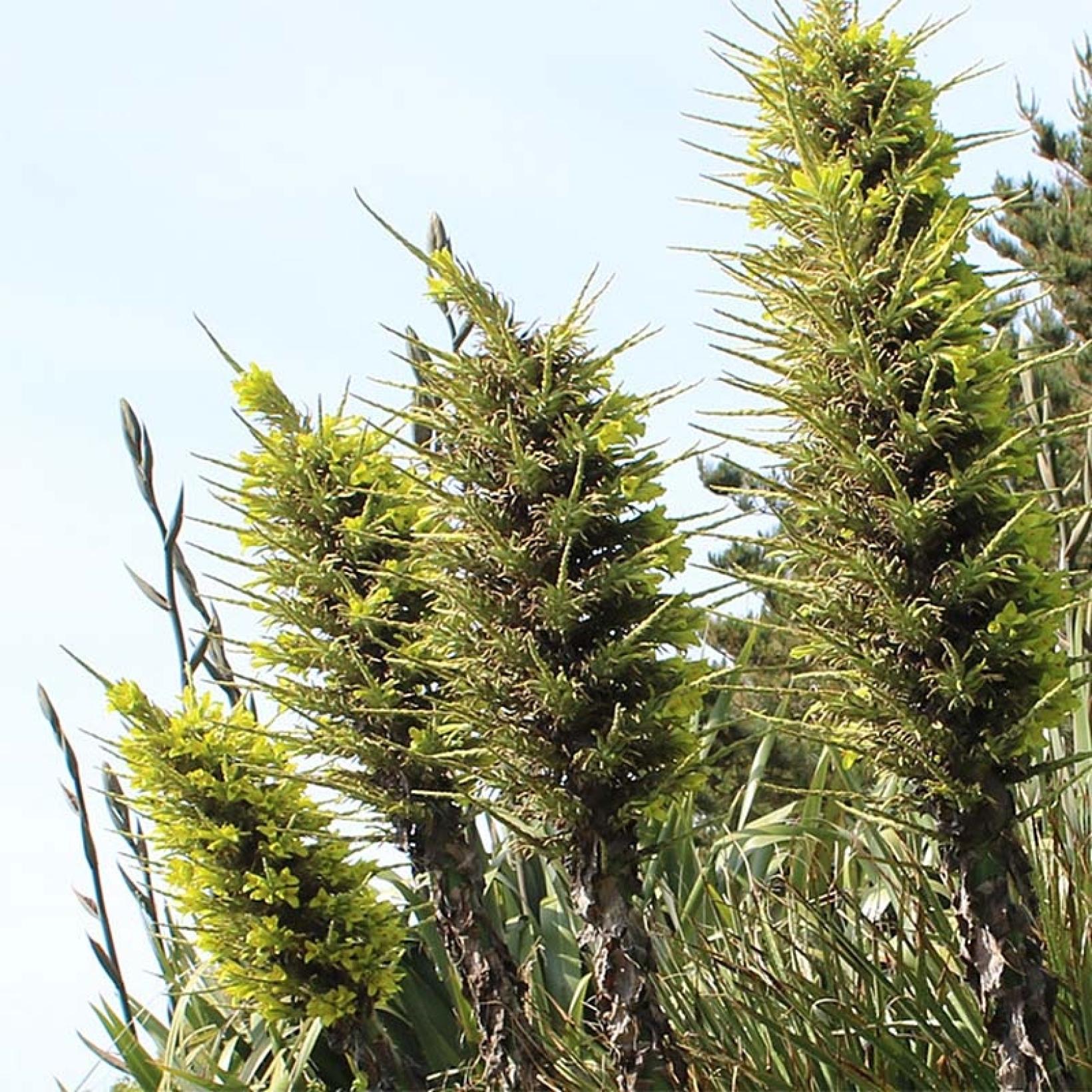 Puya chilensis - Chagual - Broméliacée du Chili - Vivace succulente