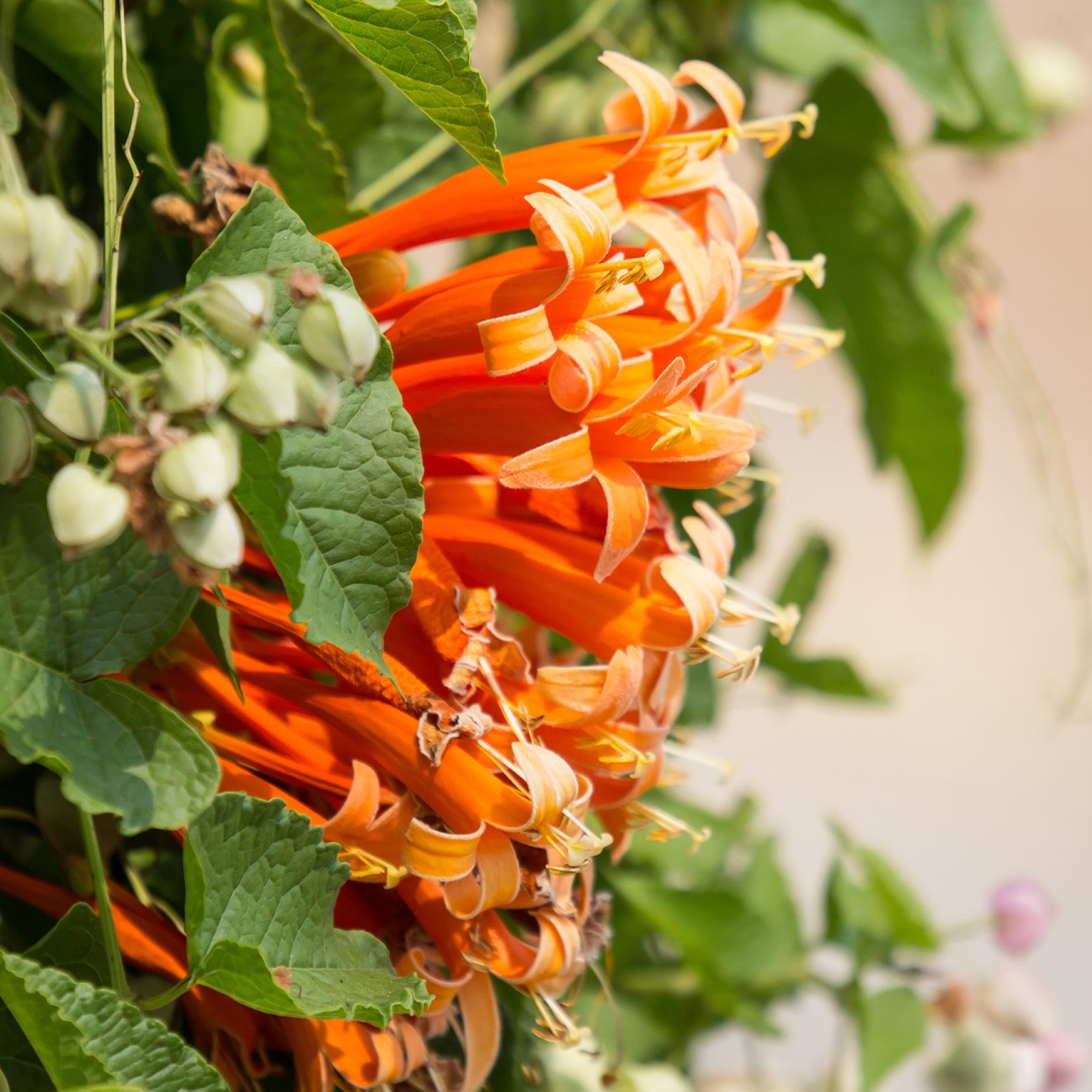 Liane aurore - Pyrostegia venusta - Bignoniacée grimpante à floraison ...