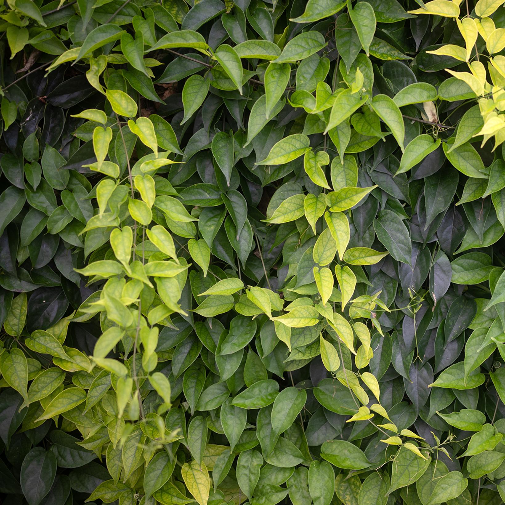 Liane aurore - Pyrostegia venusta - Bignoniacée grimpante à floraison ...