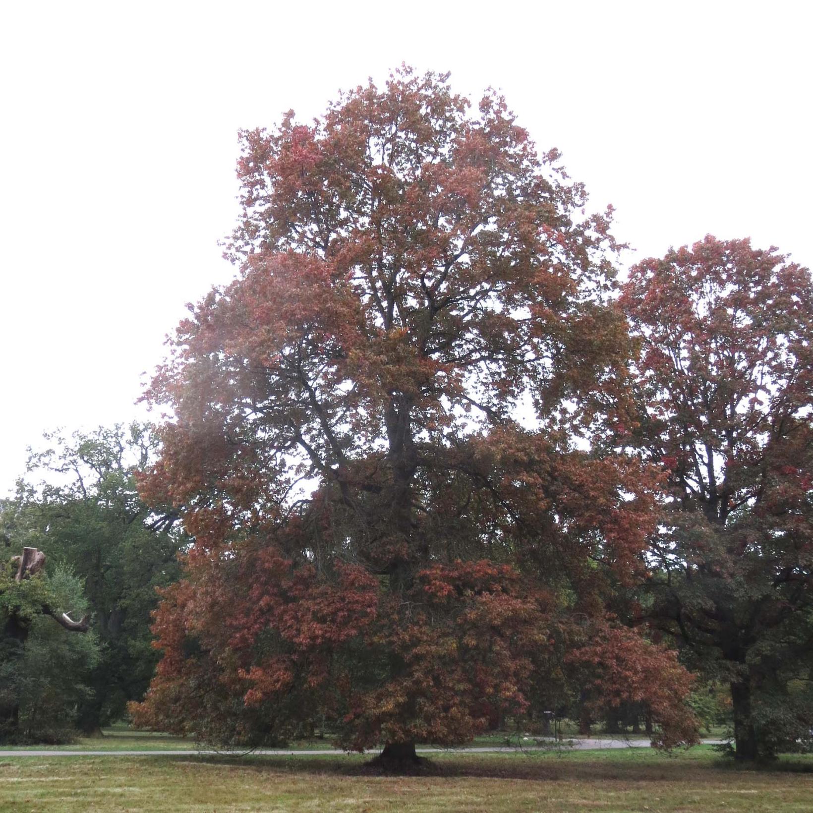 Quercus coccinea Splendens - Chêne écarlate, rouge intense en automne