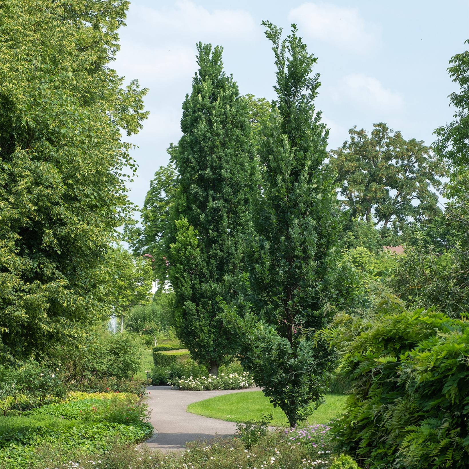 Quercus robur Fastigiata Koster - Chêne pédonculé fastigié, étroit et ...