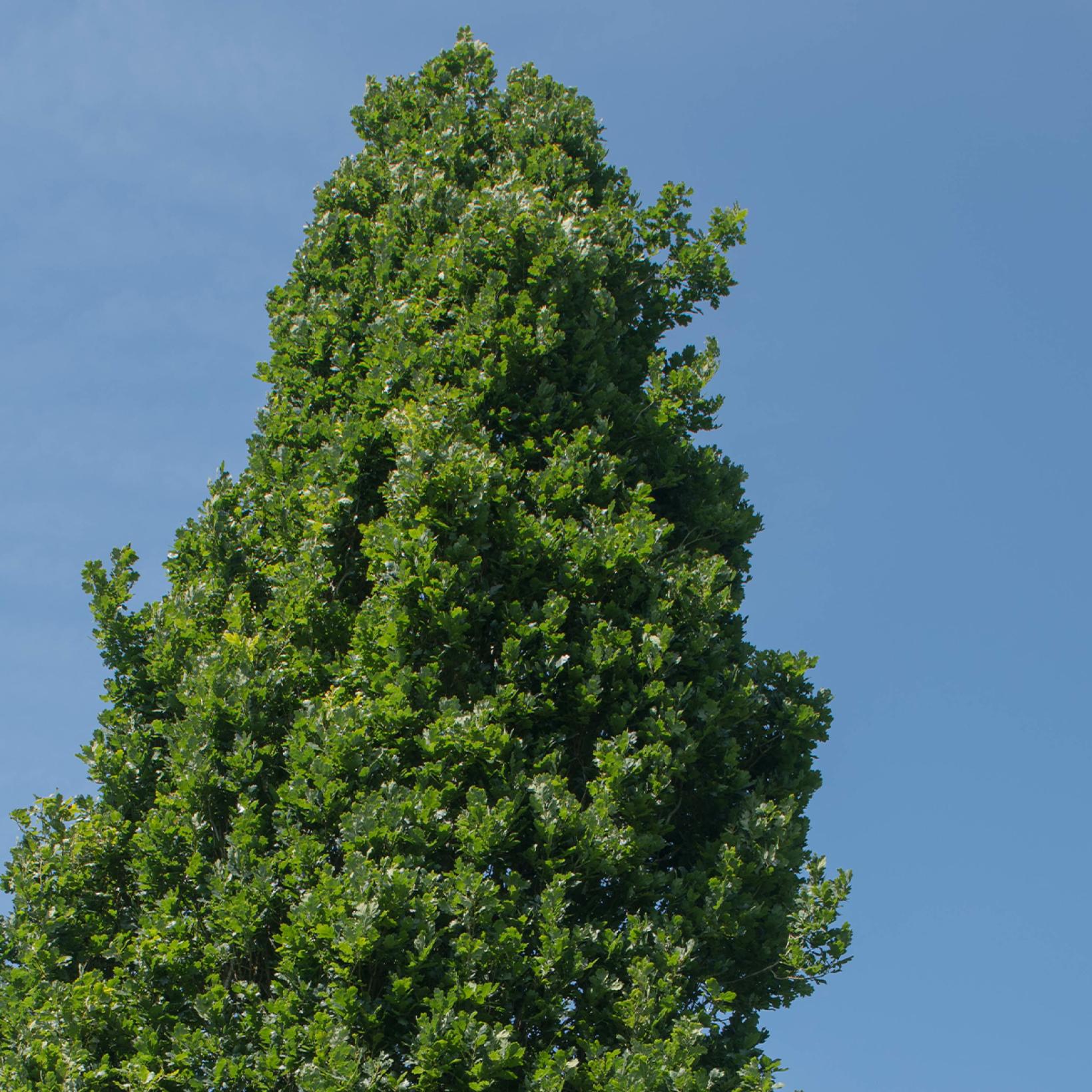 Quercus robur Fastigiata Koster - Chêne pédonculé fastigié, étroit et ...