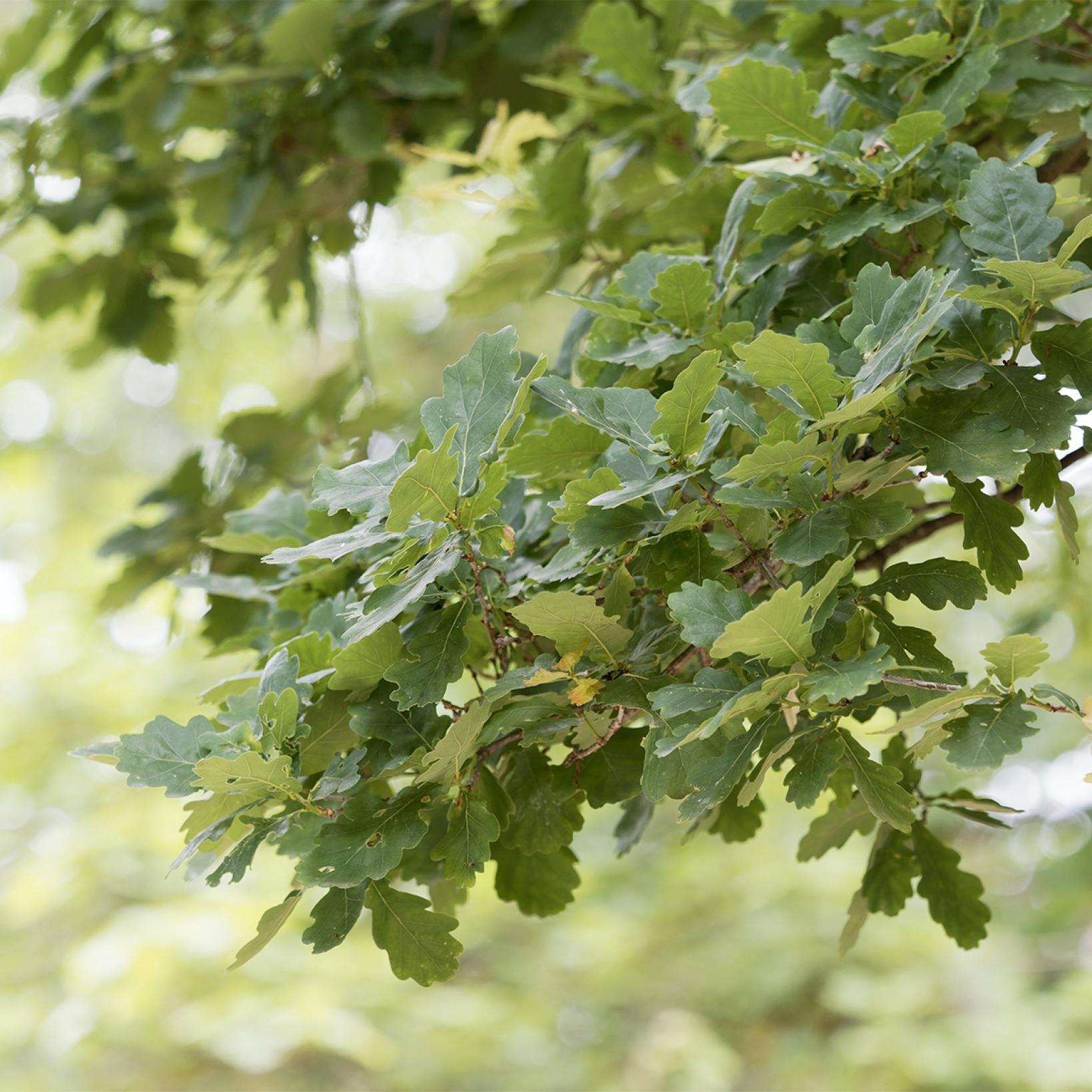 Quercus robur Fastigiata - Chêne pédonculé de port fastigié à pyramidal