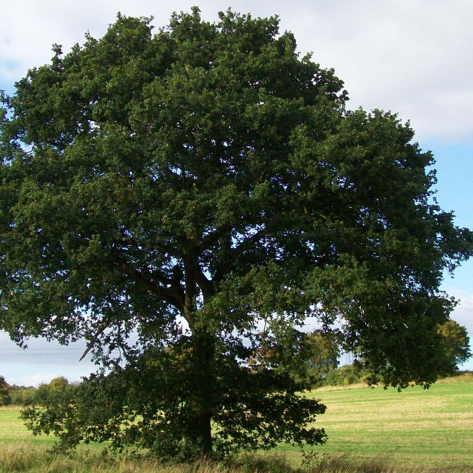 Quercus robur - Chêne pédonculé, le roi des arbres des forêts d'Europe