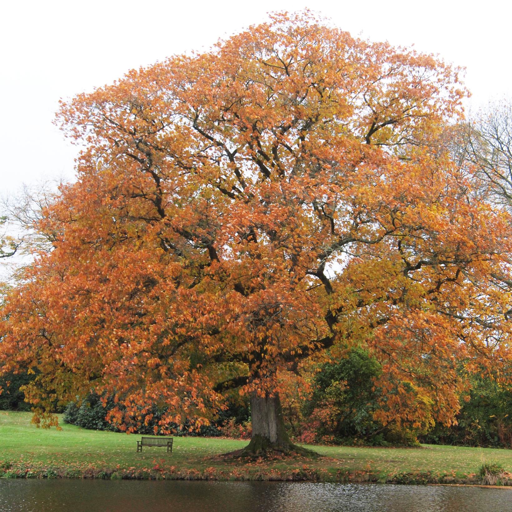 Quercus rubra – Grand Chêne rouge d'Amérique de longévité légendaire