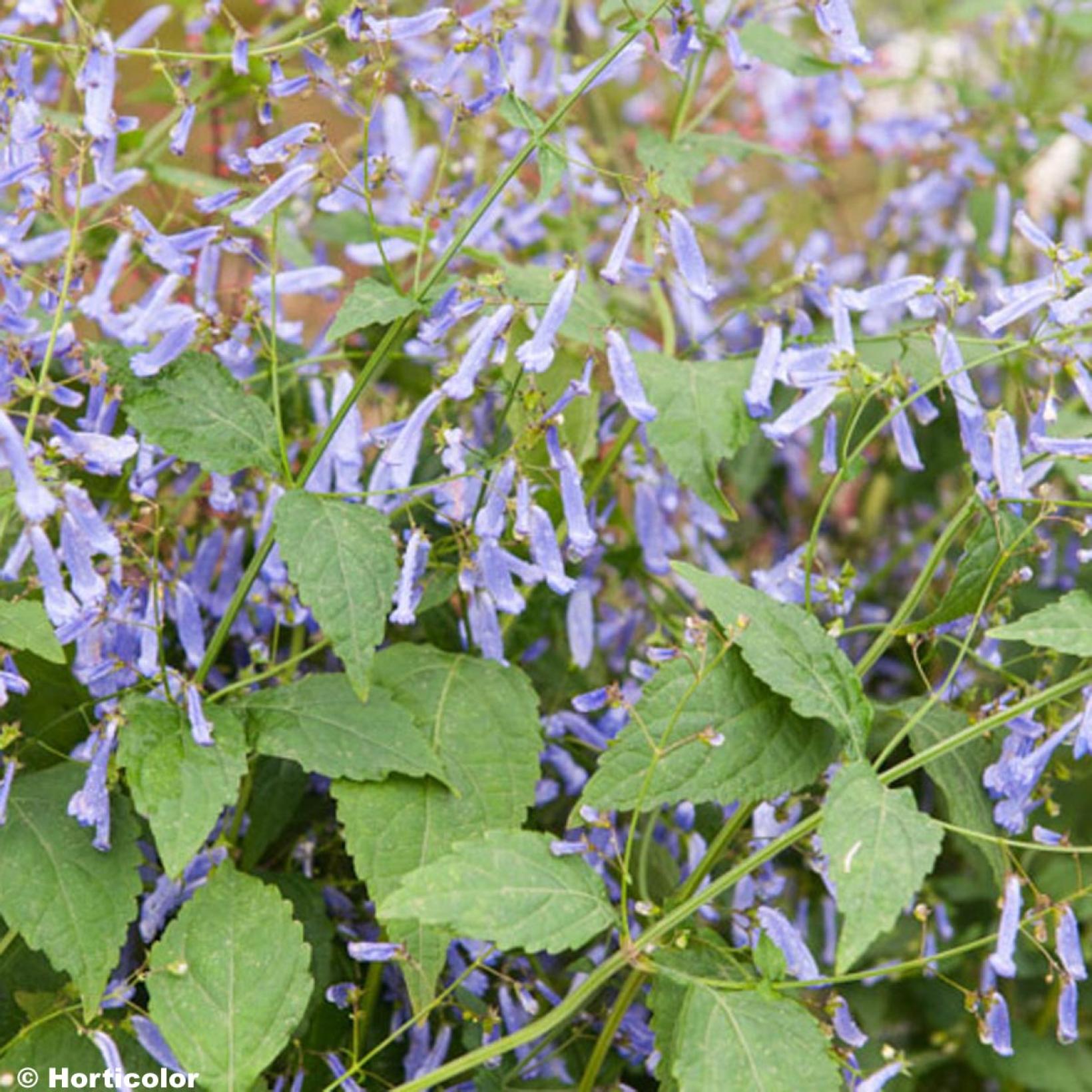 Isodon longituba - Rabdosia - Grande vivace à fleurs bleu clair