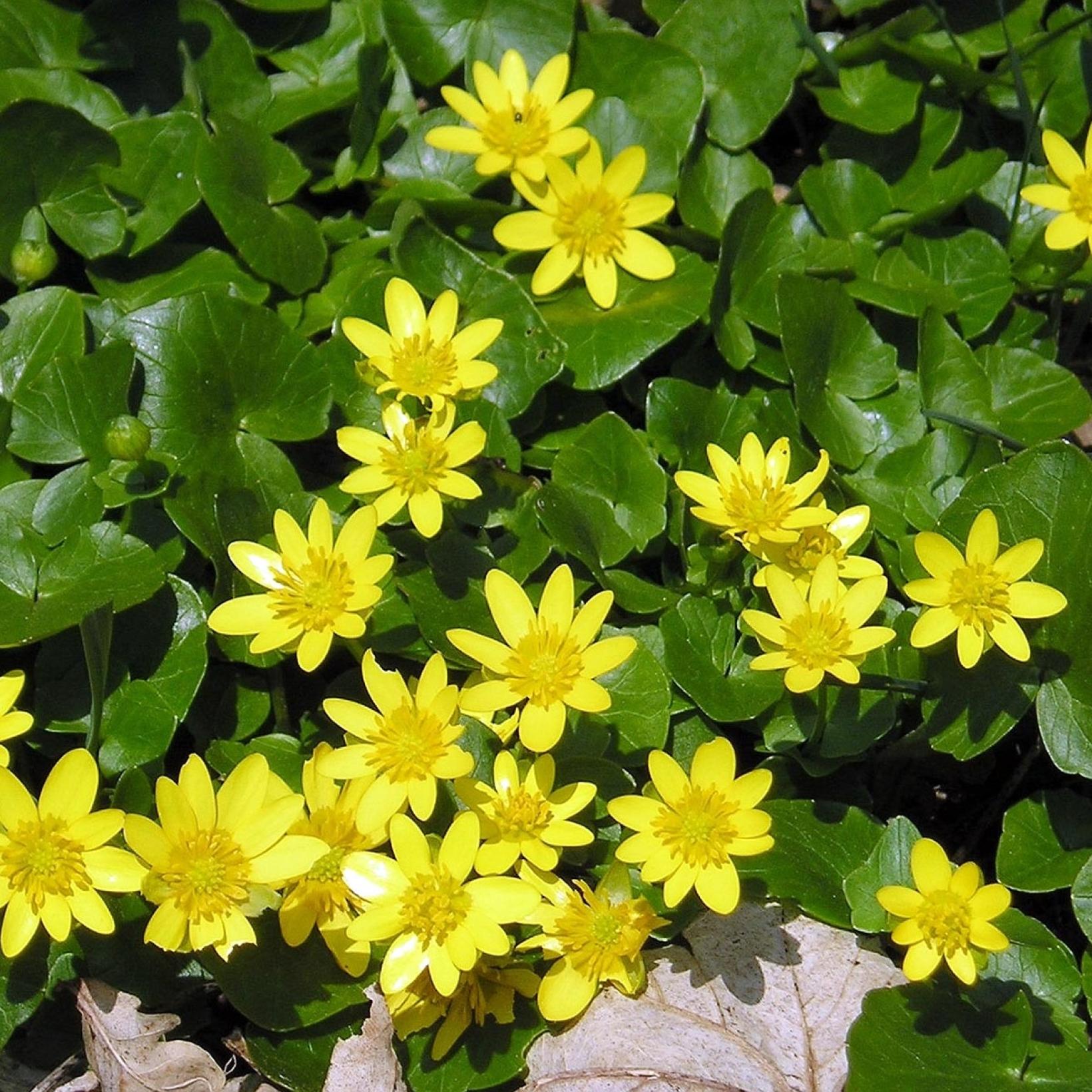 Ranunculus ficaria verna - Ficaire fausse-renoncule - Bulbe à naturaliser