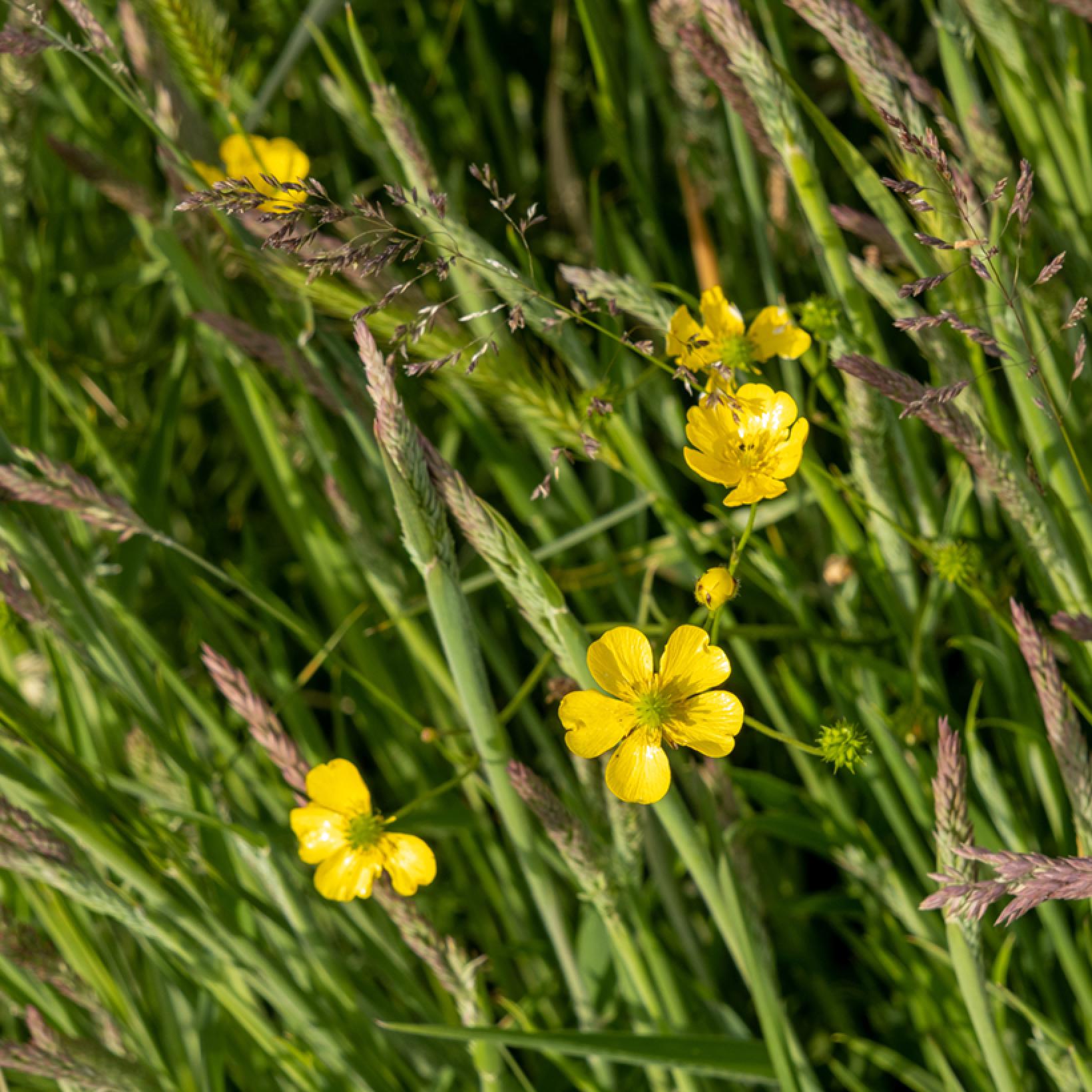 Ranunculus flammula - Renoncule flammette - Petite Douve - Vivace de milieu humide