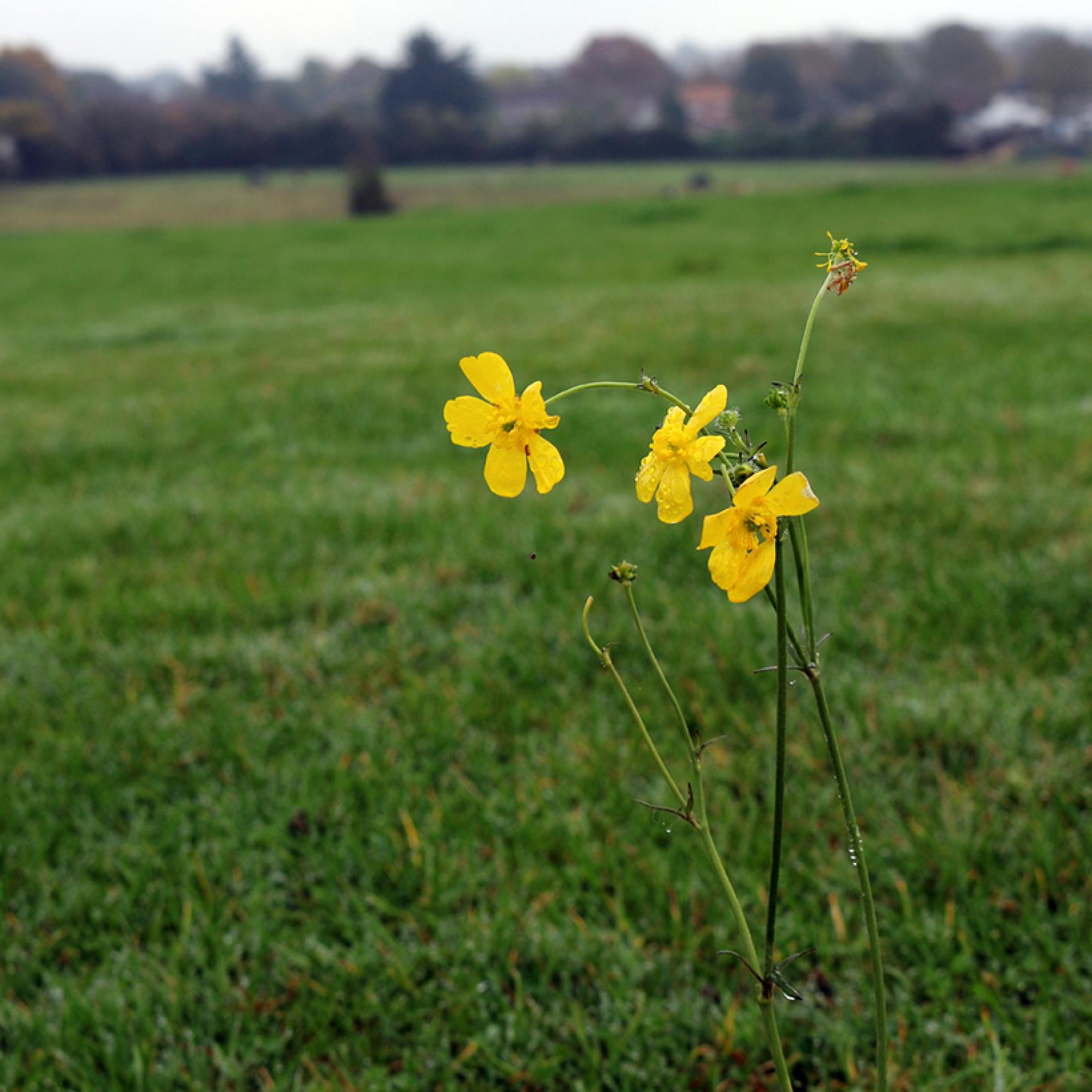 Ranunculus flammula - Renoncule flammette - Petite Douve - Vivace de ...