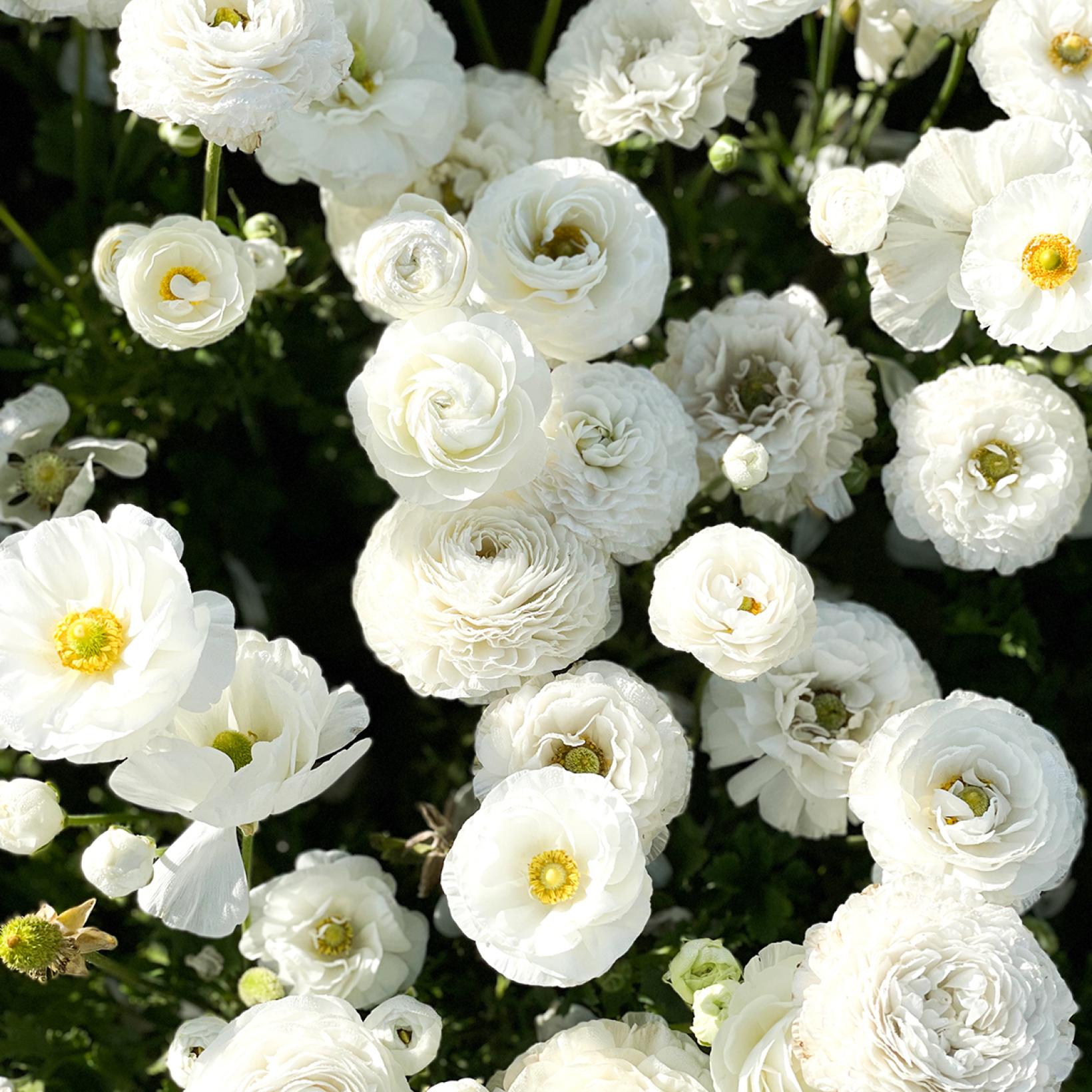 Renoncule asiatique, des fleuristes, d'Orient, des jardins - Ranunculus ...