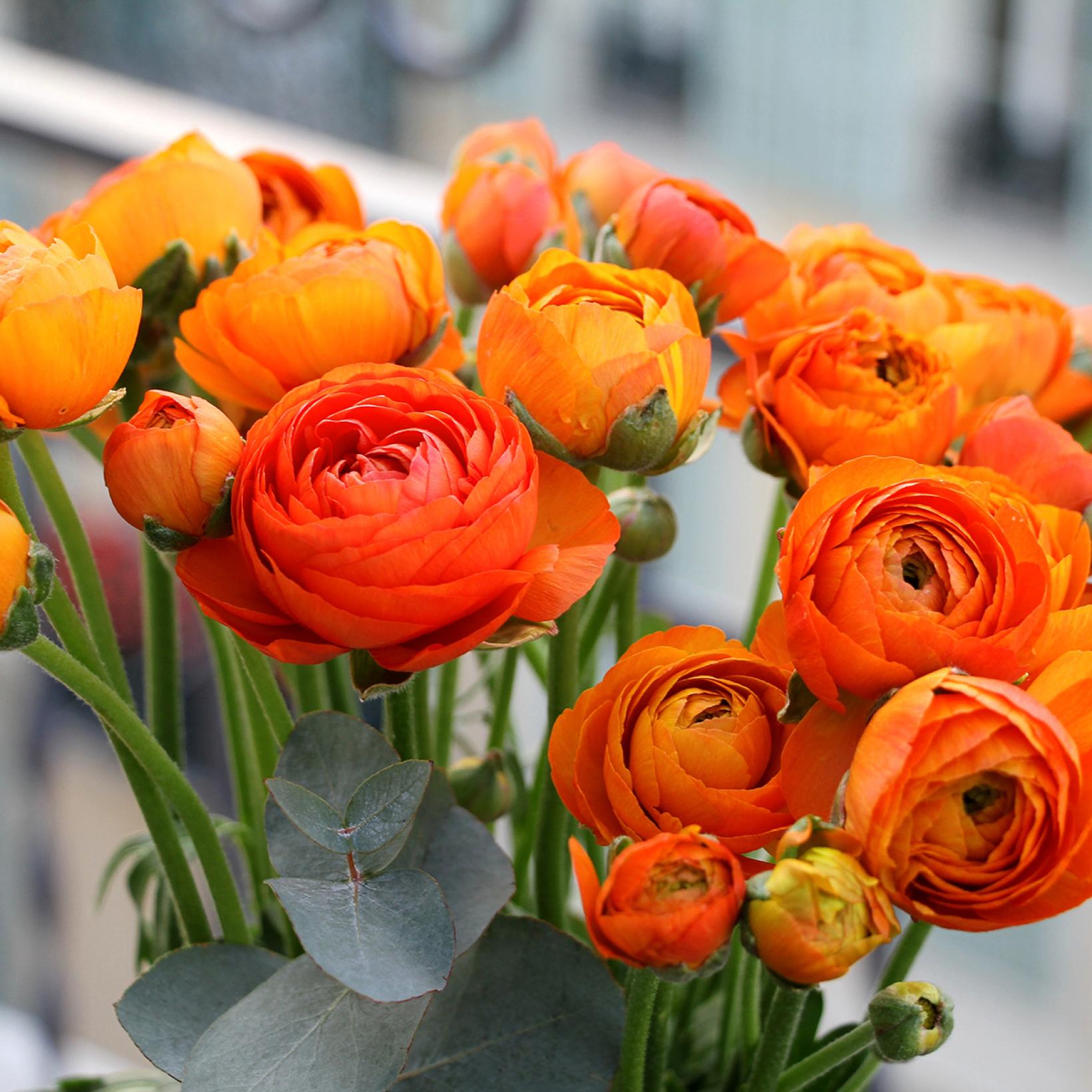 Renoncule asiatique orange - Ranunculus asiaticus - R. des fleuristes ...