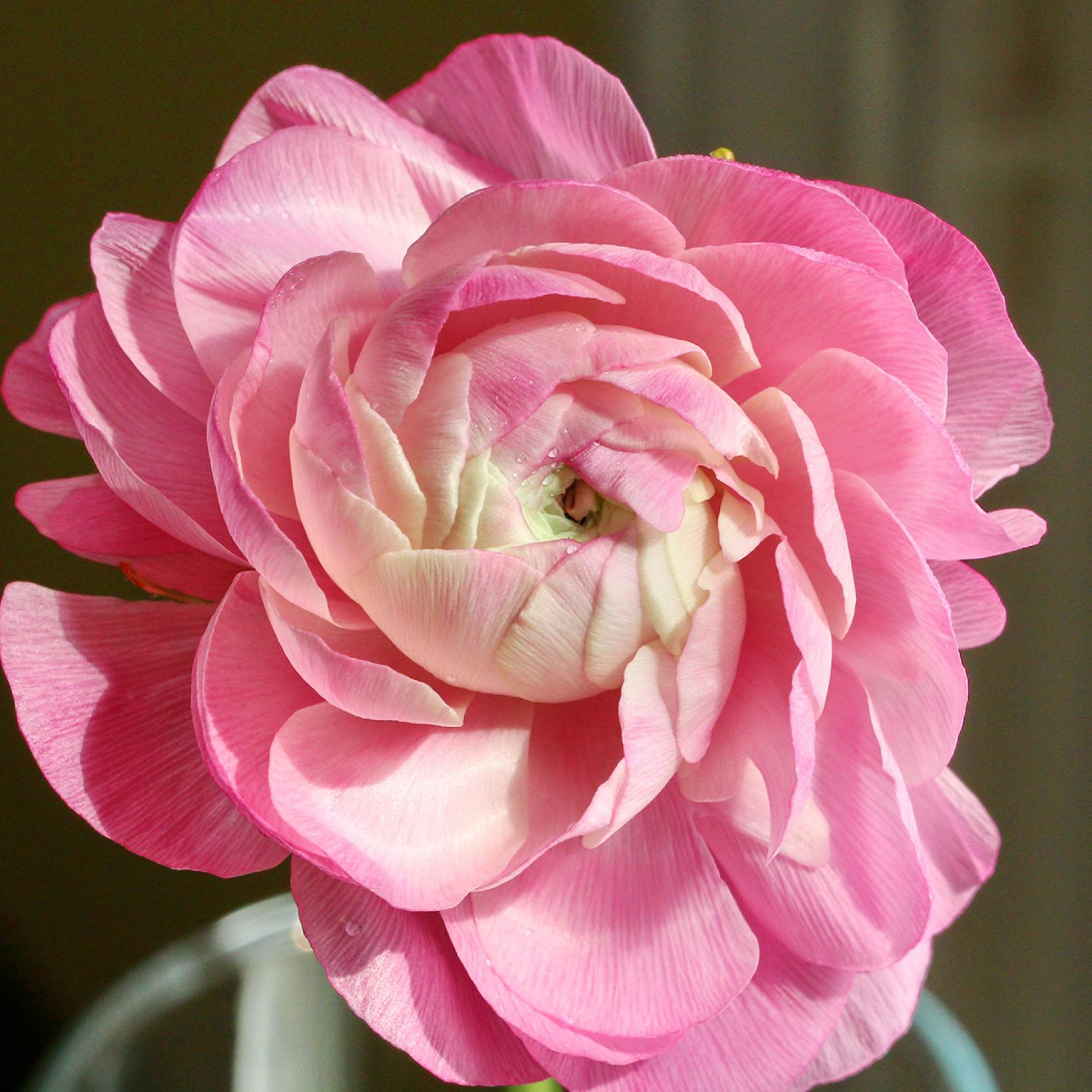 Renoncule asiatique Rose - Ranunculus asiaticus Pink - Renoncule des ...