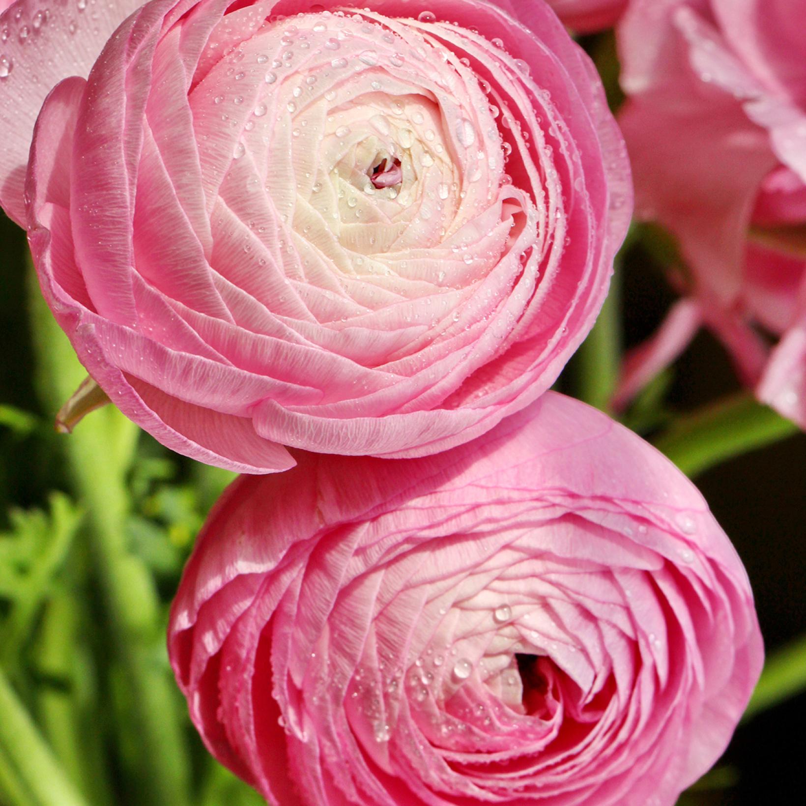 Renoncule asiatique Rose - Ranunculus asiaticus Pink - Renoncule des ...