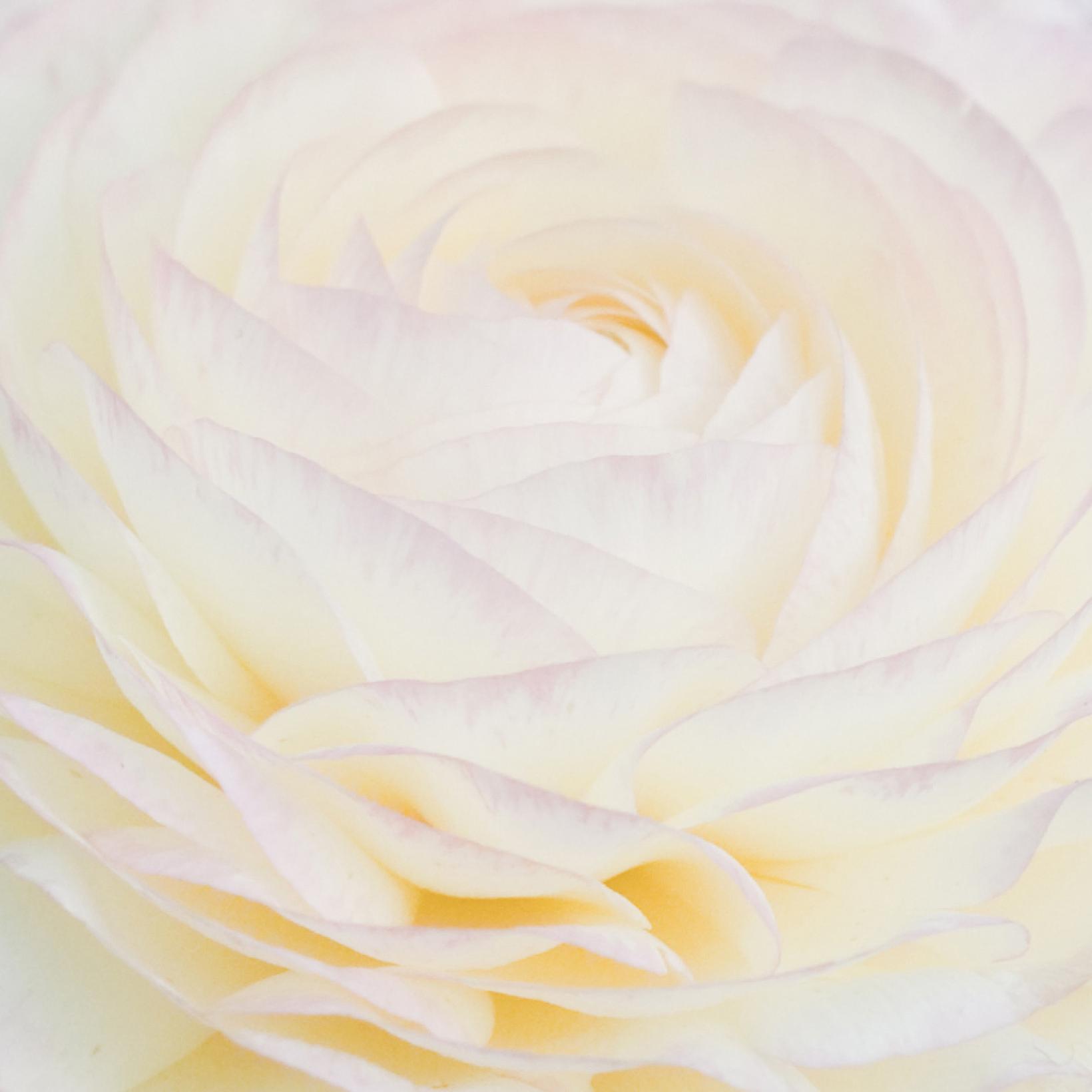Renoncule asiatique, des fleuristes, d'Orient, des jardins - Ranunculus ...