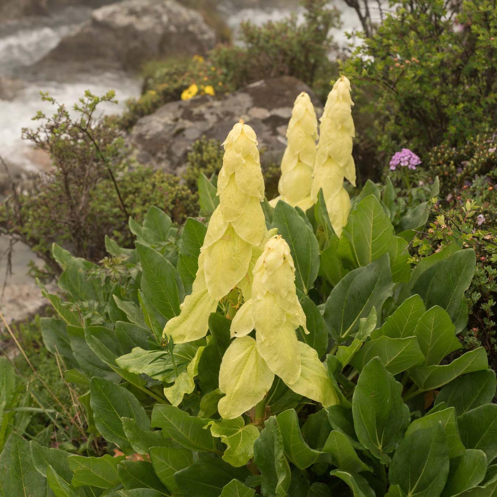 Rheum alexandrae - Rhubarbe décorative à grandes bractées jaune-vert.