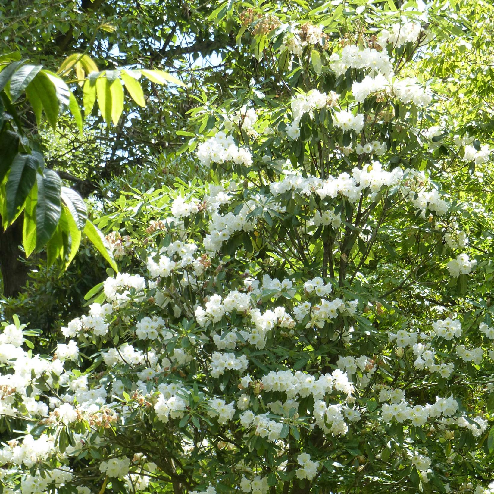 Rhododendron Polar Bear – Vigoureux à fleurs blanches parfumées