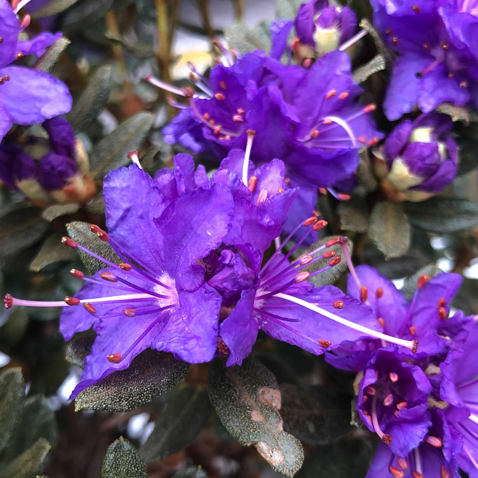 Rhododendron impeditum Azurika – Variété naine à fleurs bleu-violacé