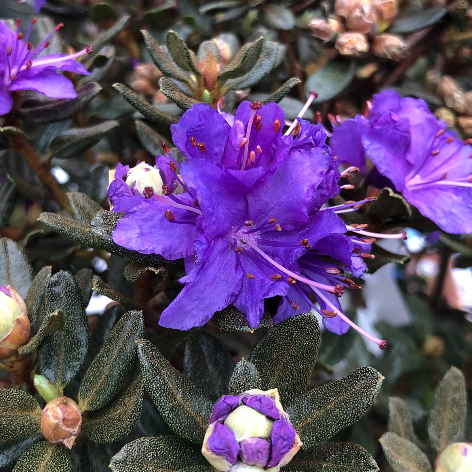 Rhododendron impeditum Azurika – Variété naine à fleurs bleu-violacé