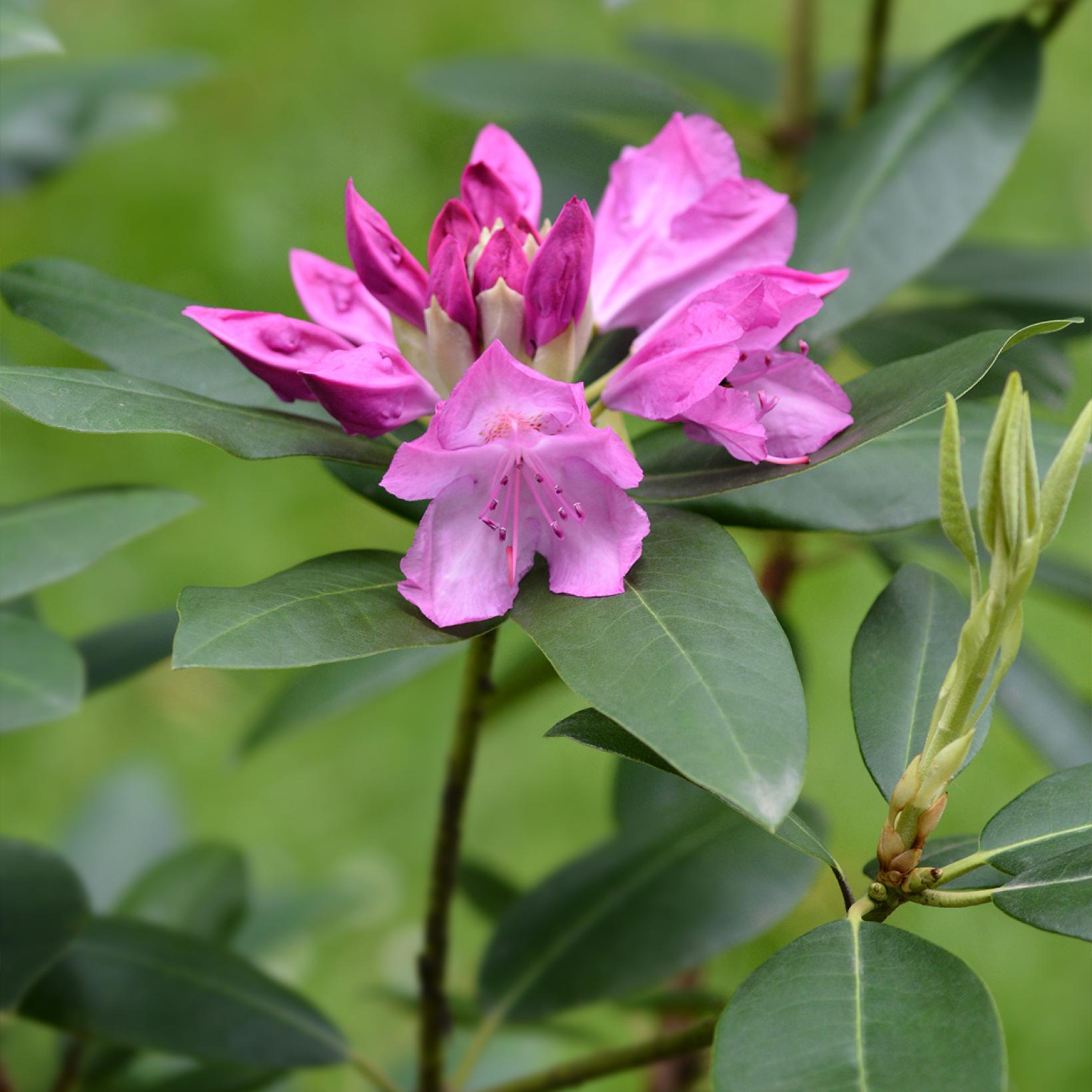 Rhododendron ponticum Roseum - Rhododendron pontique à fleurs roses