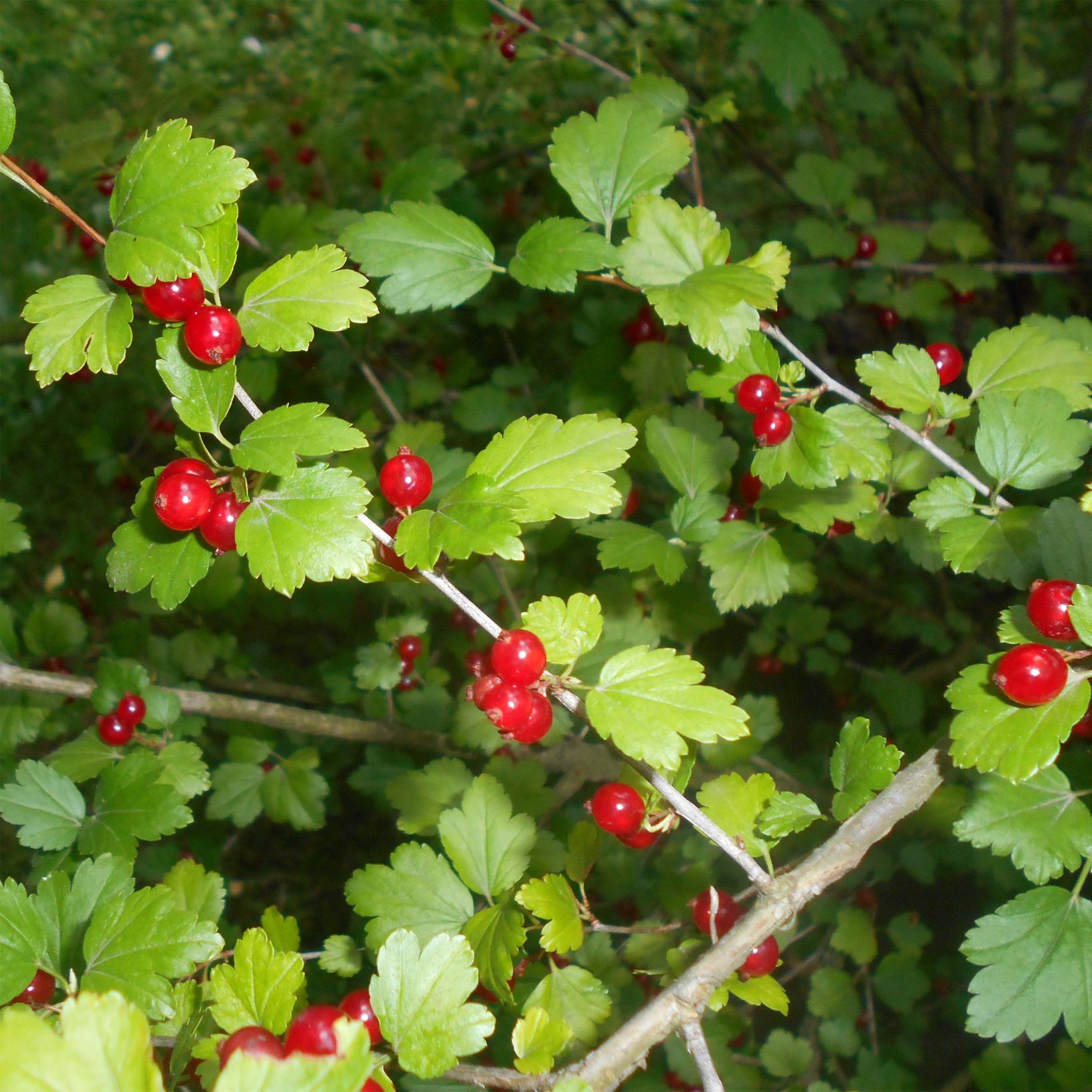 Ribes alpinum - Groseillier des Alpes à fruits rouge vif comestibles