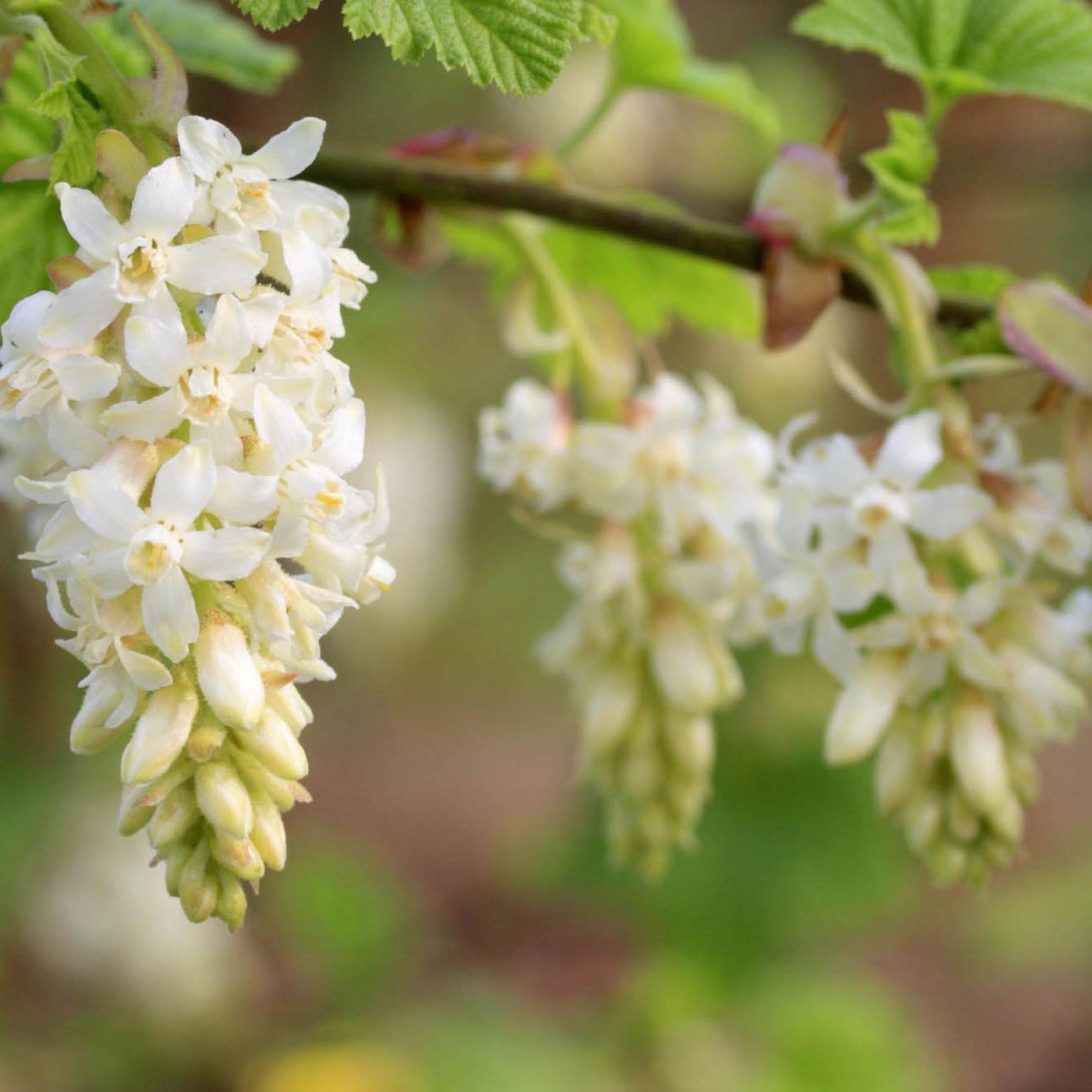 Ribes sanguineum White Icicle - Groseillier à fleurs blanches, précoces