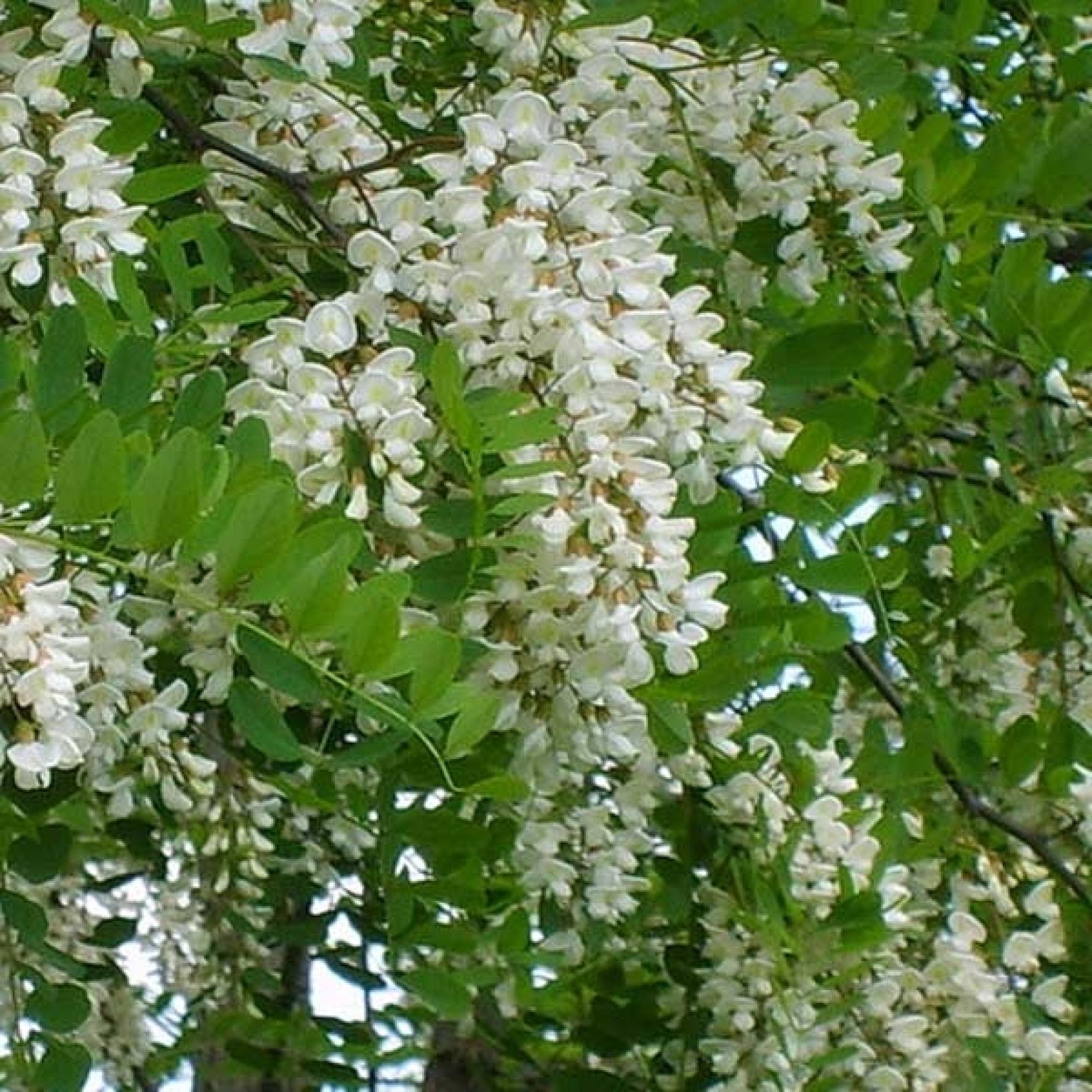 Robinia pseudoacacia - Robinier faux acacia au parfum d'oranger