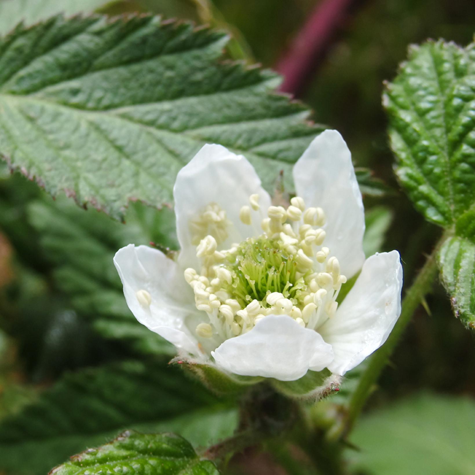 Ronce commune - Rubus fruticosus - Ronce des bois ou des haies ...