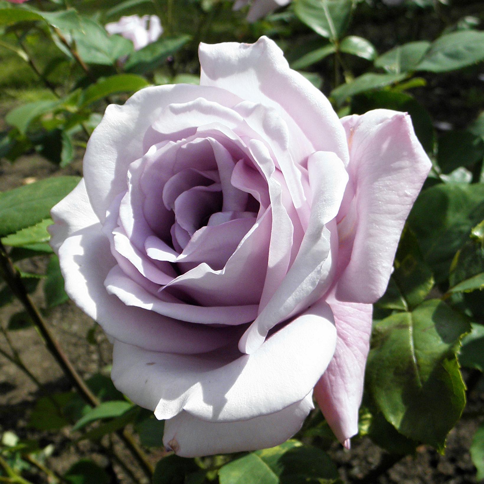 Rosa Blue Girl® (Sautari) - Rosier hybride de Thé