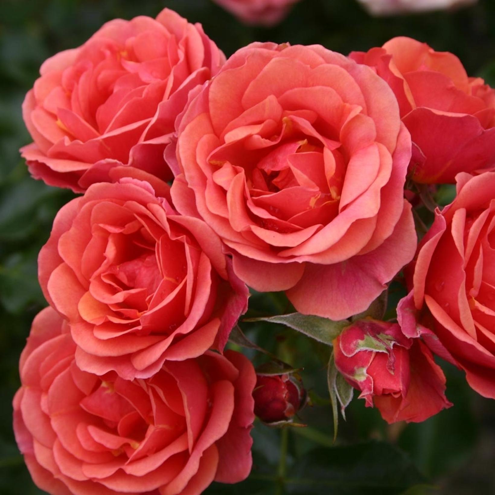 Rosier nain Lilliputs Mandarin - Miniature, à floraison continue double ...