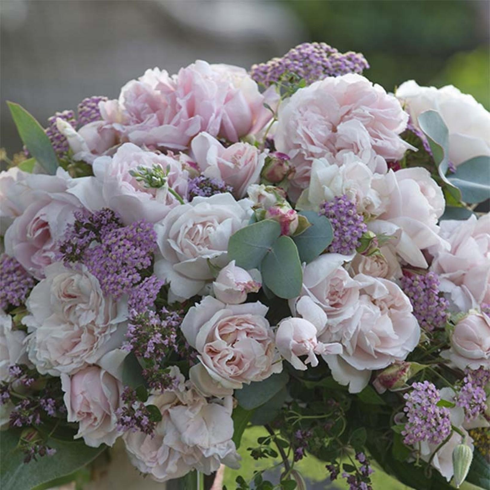 Rosier Parfuma Constance Mozart - A fleurs groupées doubles rose tendre ...