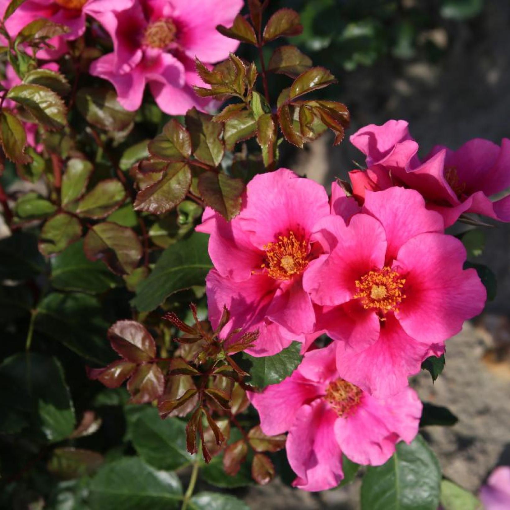 Rosa x persica See You In Pink - Rosier ADR remontant à fleurs roses au ...