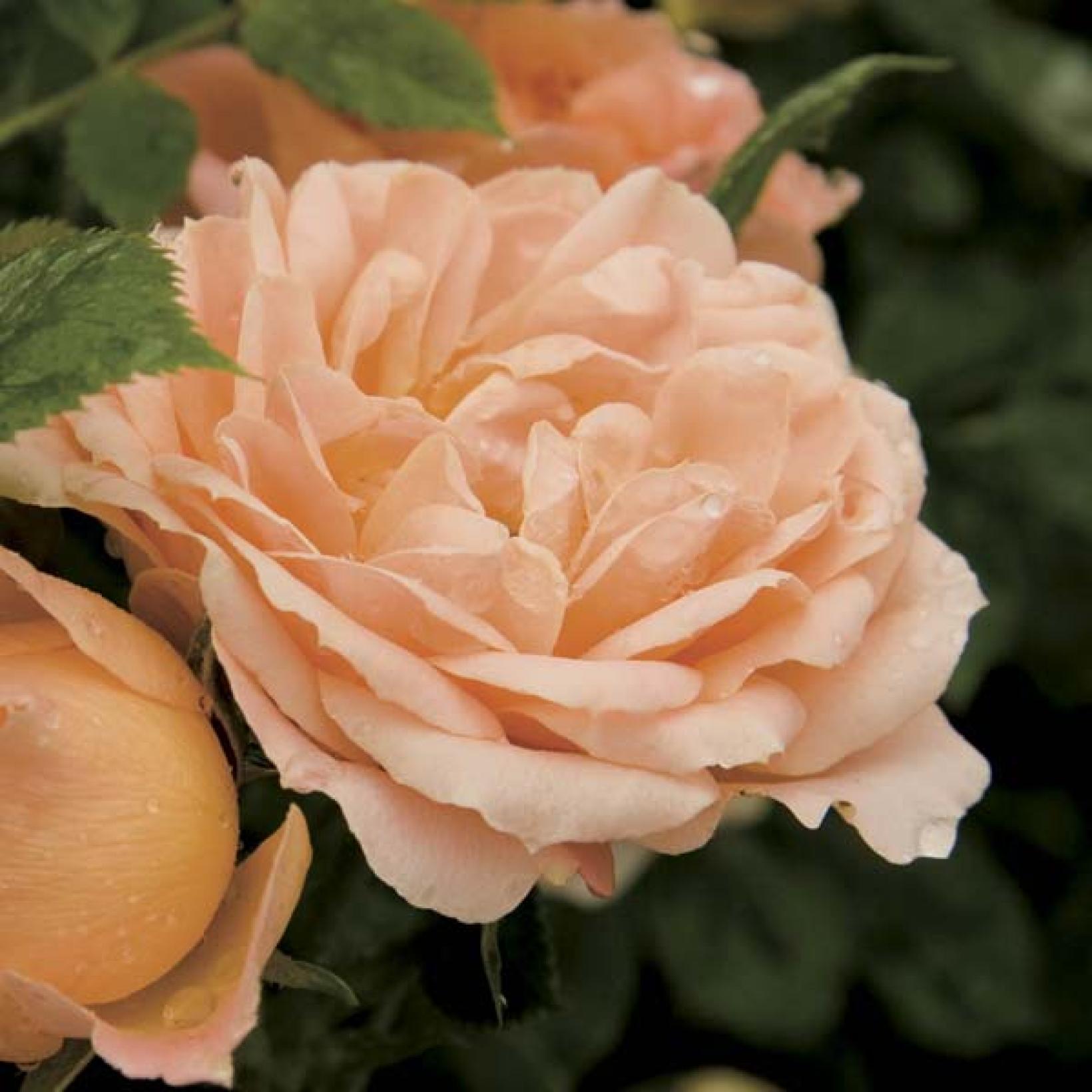 Rosa Sweet Dream, rosier nain ou de patio, Frymincot, obtention Fryer.