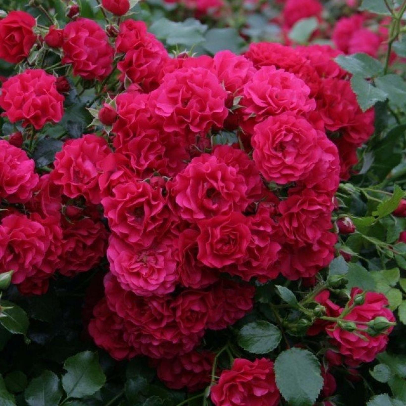 Rosier tige Toscana - Des bouquets de petites roses doubles rouge framboise