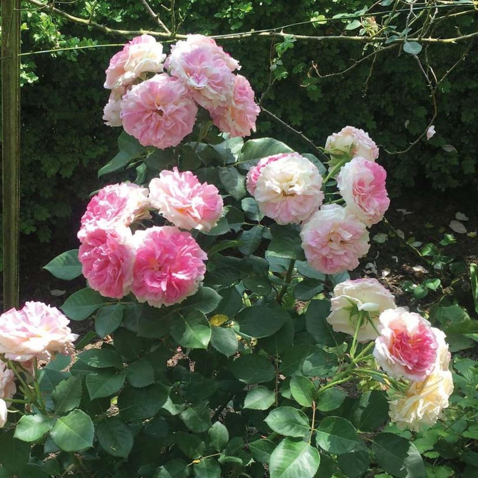 Rosa Agnès B - Rosier à grandes fleurs doubles roses bien parfumées