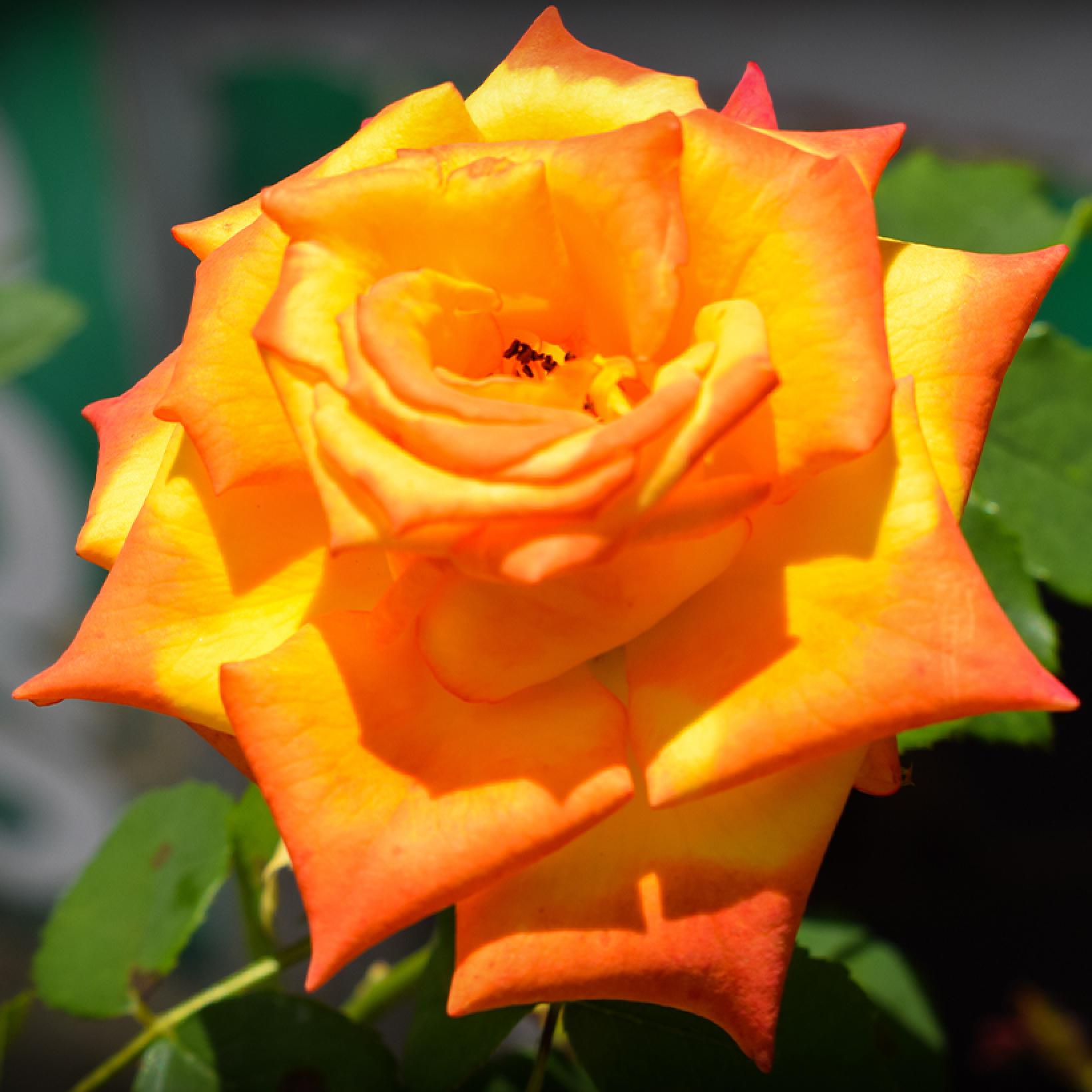 Rosier Girandola - Buisson à grandes fleurs turbinées orange virant au rose