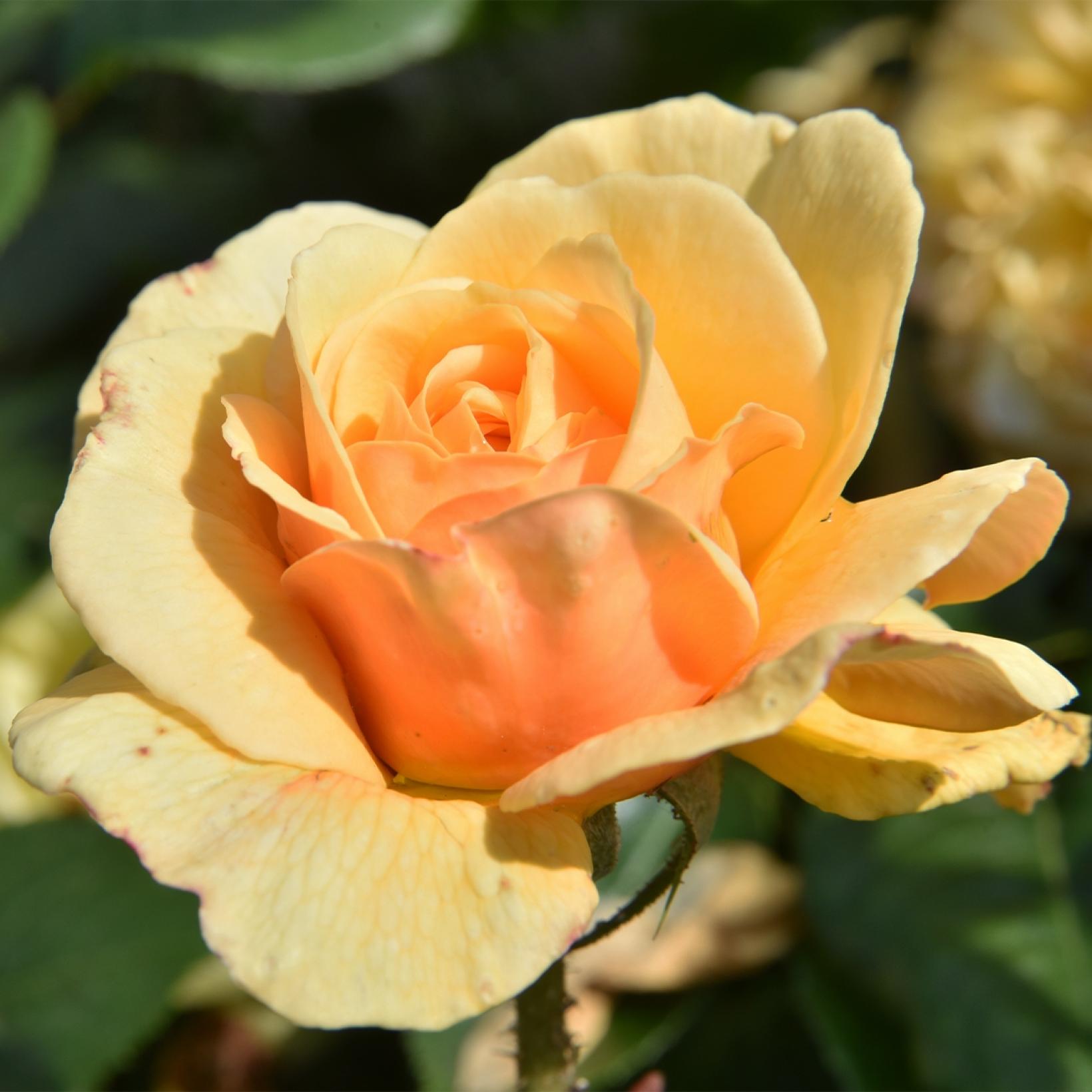Rosa Rose Alleyson - Rosier à grandes fleurs doubles jaune ambré très ...
