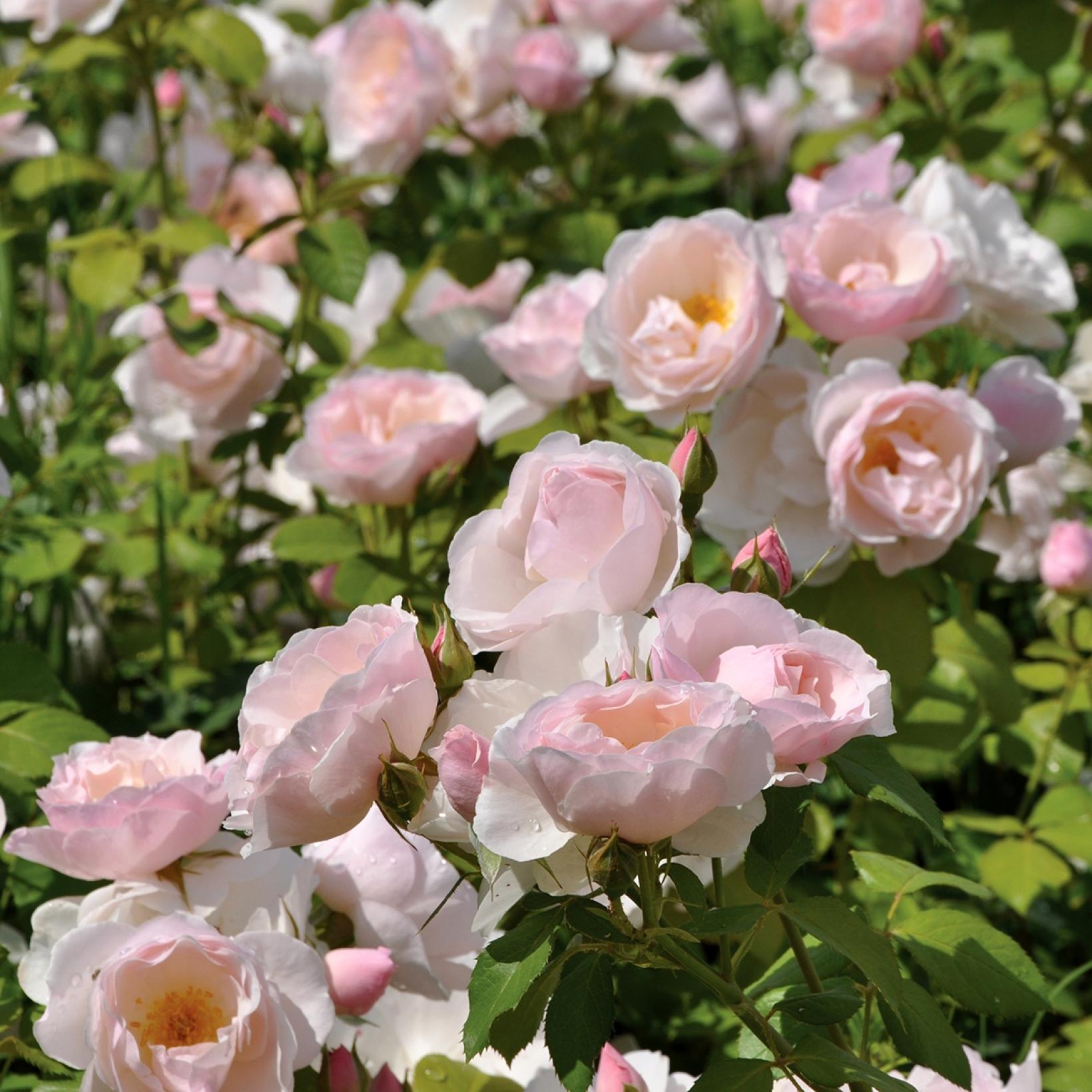 Rosa Pear - Rosier à fleurs semi doubles rose pâle - Parfum épicé et ...