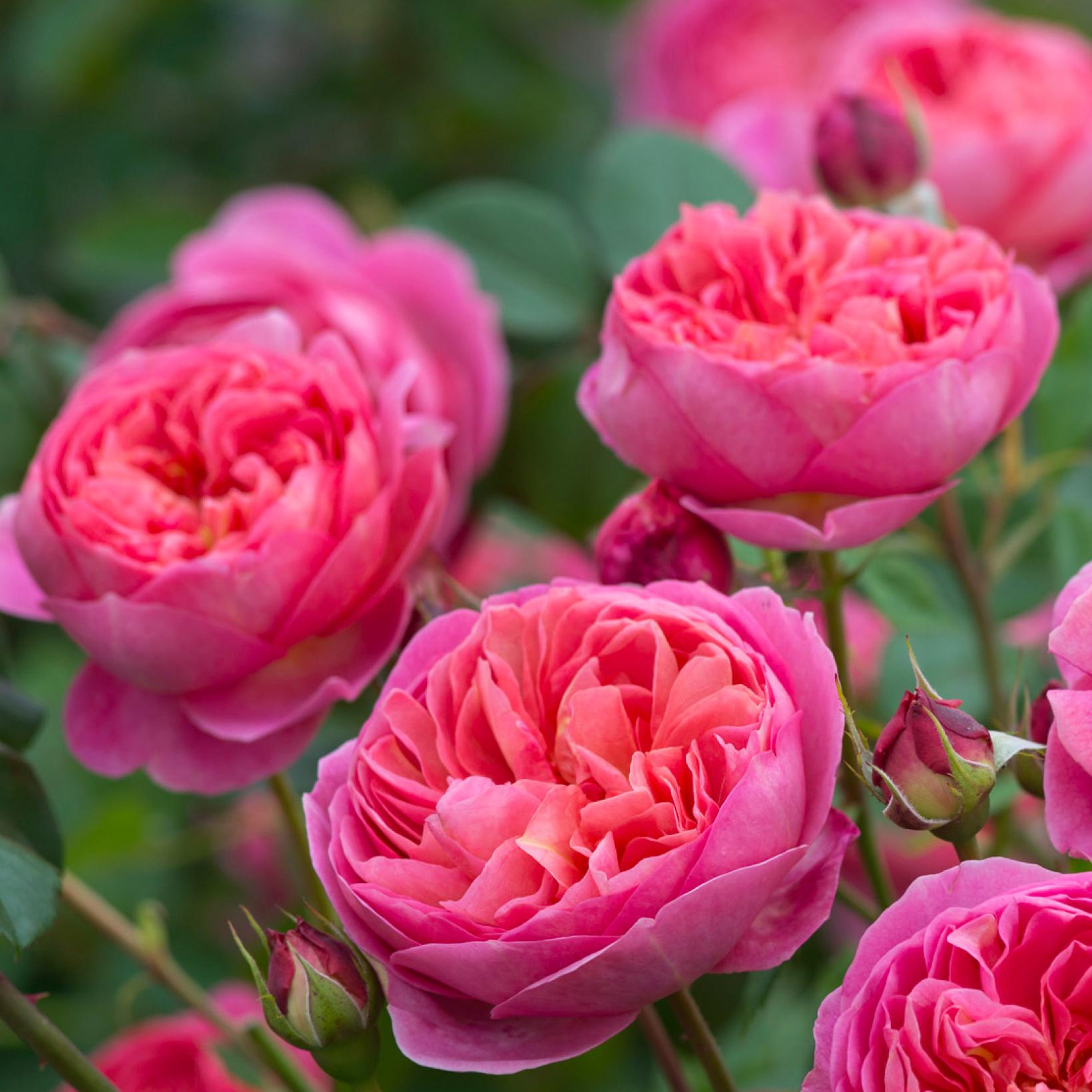 Rosa Boscobel® - Auscousin - Rose anglaise David Austin - Des fleurs ...