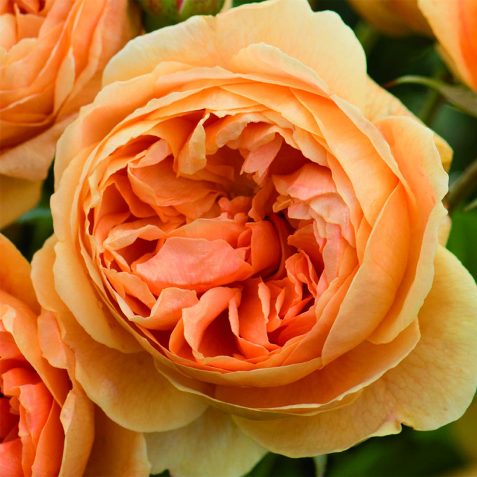 Rosa Carolyn Knight® - Austurner - Rose anglaise David Austin - Fleurs ...