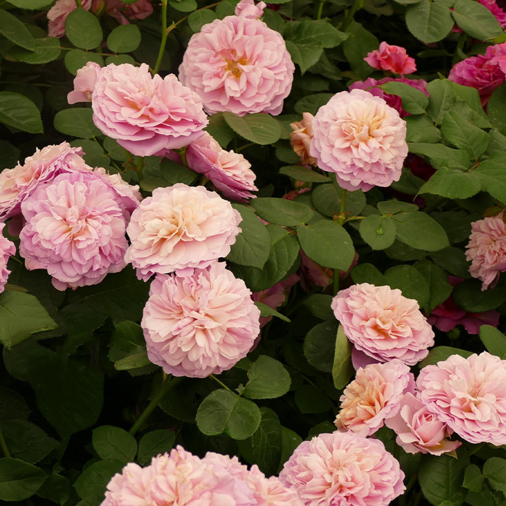 Rosa Eustacia Vye - Rose anglaise David Austin à fleurs doubles rose ...