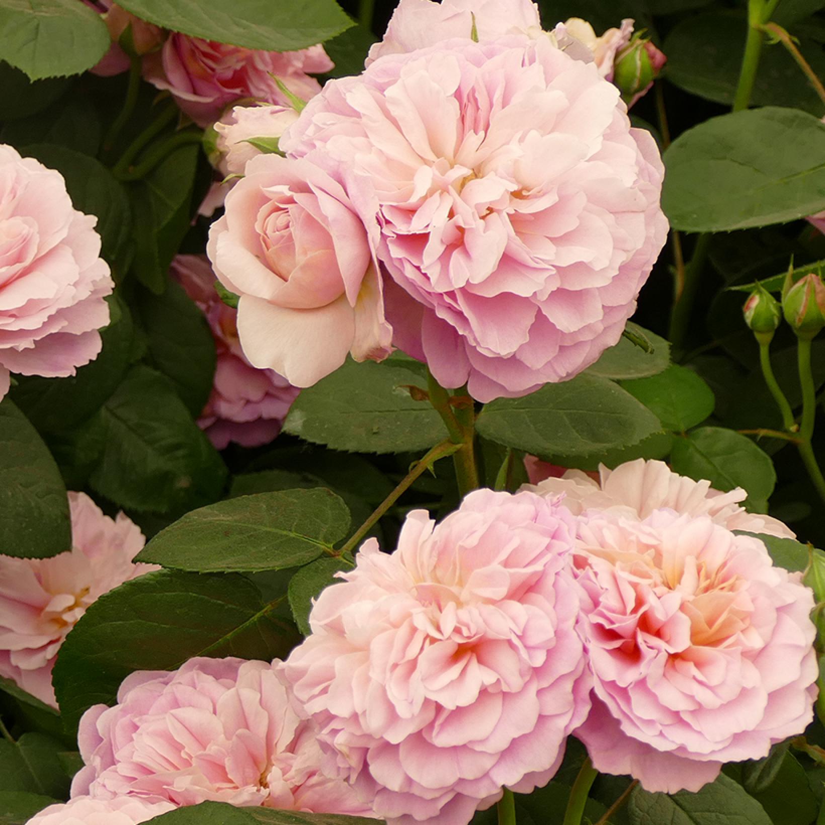 Rosa Eustacia Vye - Rose anglaise David Austin à fleurs doubles rose ...