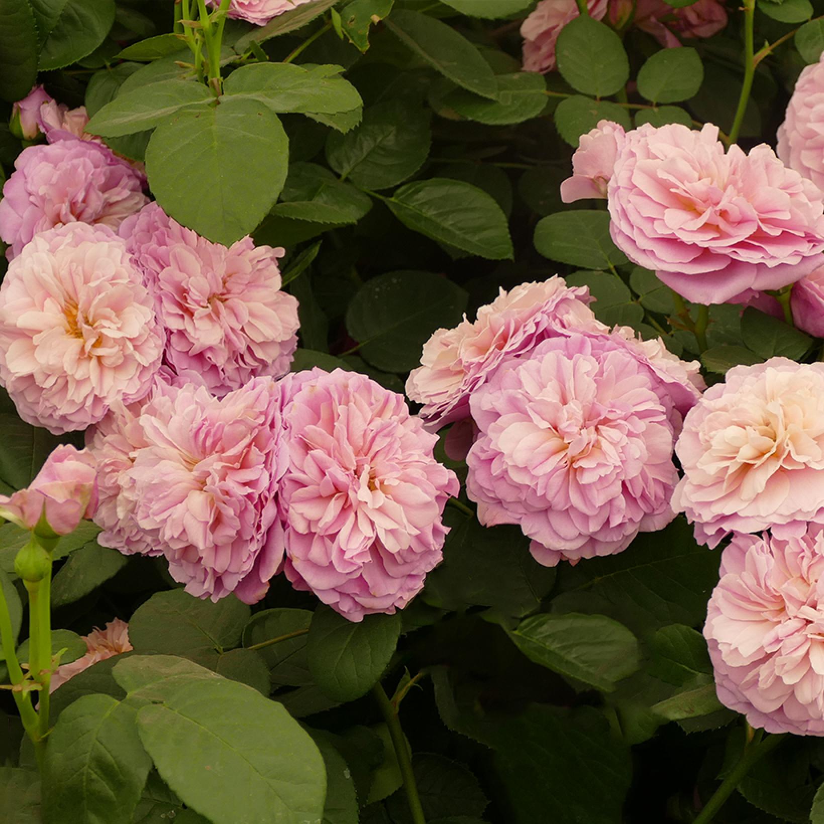 Rosa Eustacia Vye - Rose anglaise David Austin à fleurs doubles rose ...