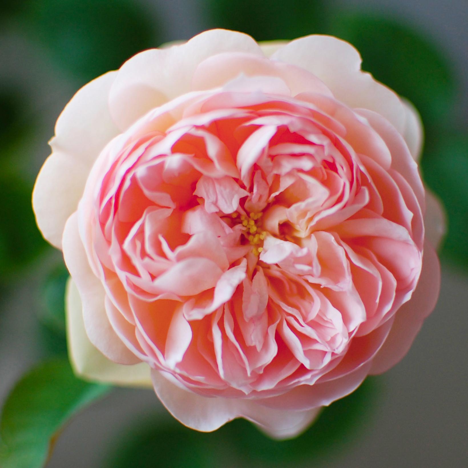 Rosa Gentle Hermione® - Ausrumba - Rose anglaise David Austin - Des ...
