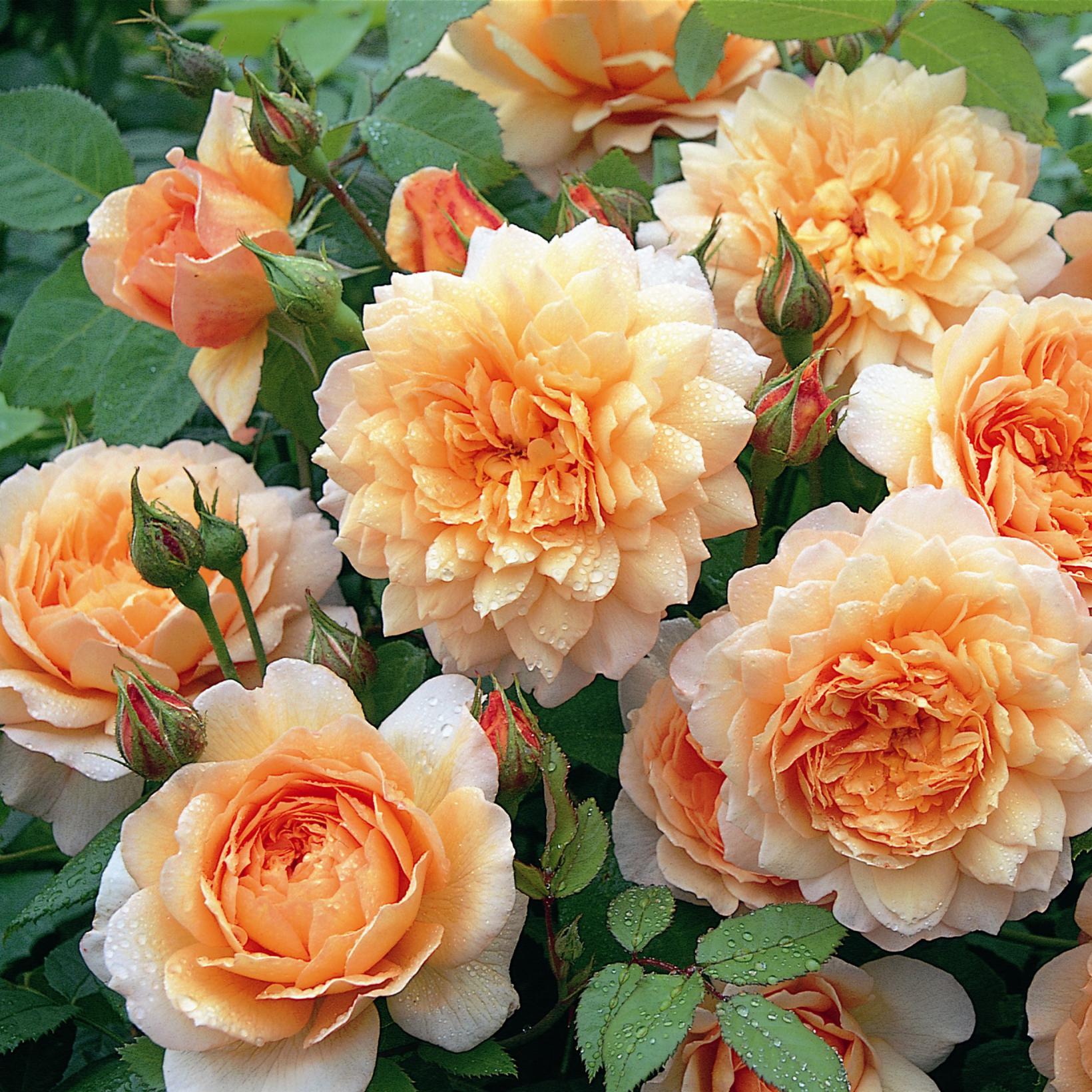 Rosa Grace® - Auskeppy - Rose anglaise David Austin - Des fleurs ...