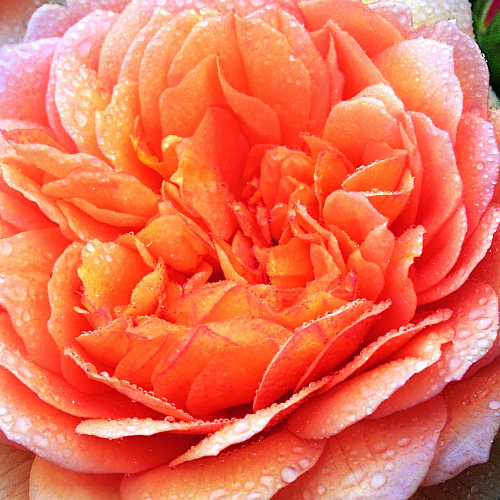 Rosa Grace® - Auskeppy - Rose anglaise David Austin - Des fleurs ...