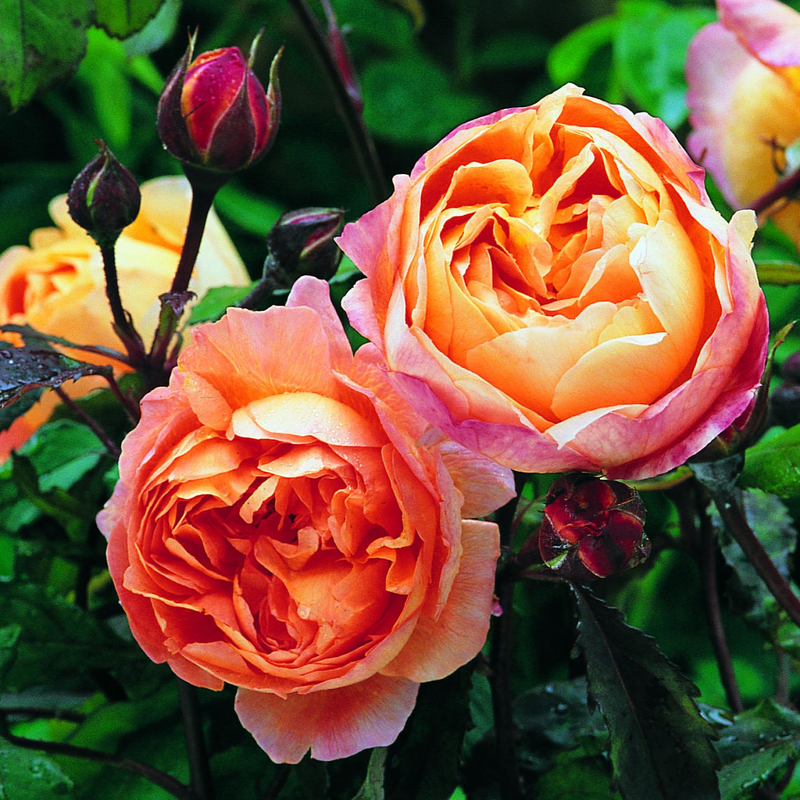 Rosa Lady Emma Hamilton® - Ausbrother - Rose anglaise David Austin ...
