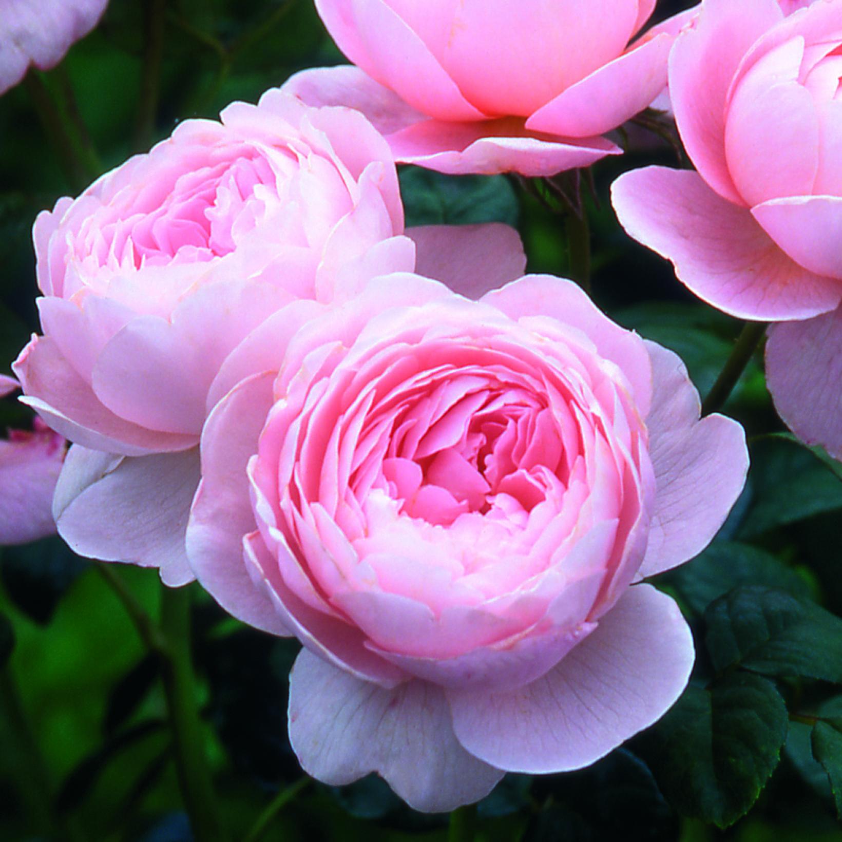Rosa Queen of Sweden® - Austiger - Rose anglaise David Austin - Fleurs ...
