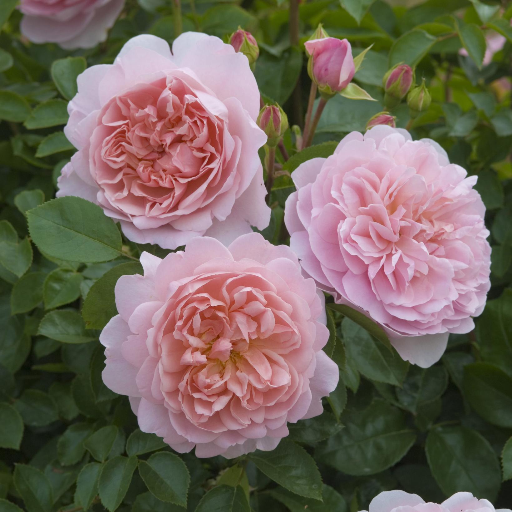 Rosa Wildeve® - Ausbonny - Rose anglaise David Austin - Des fleurs rose ...