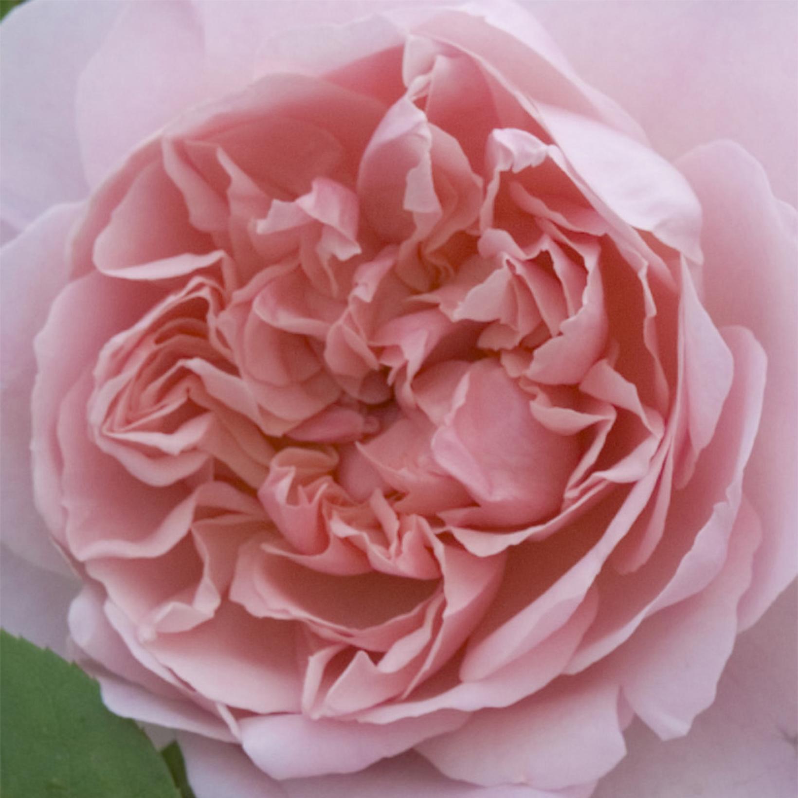 Rosa Wildeve® - Ausbonny - Rose anglaise David Austin - Des fleurs rose ...